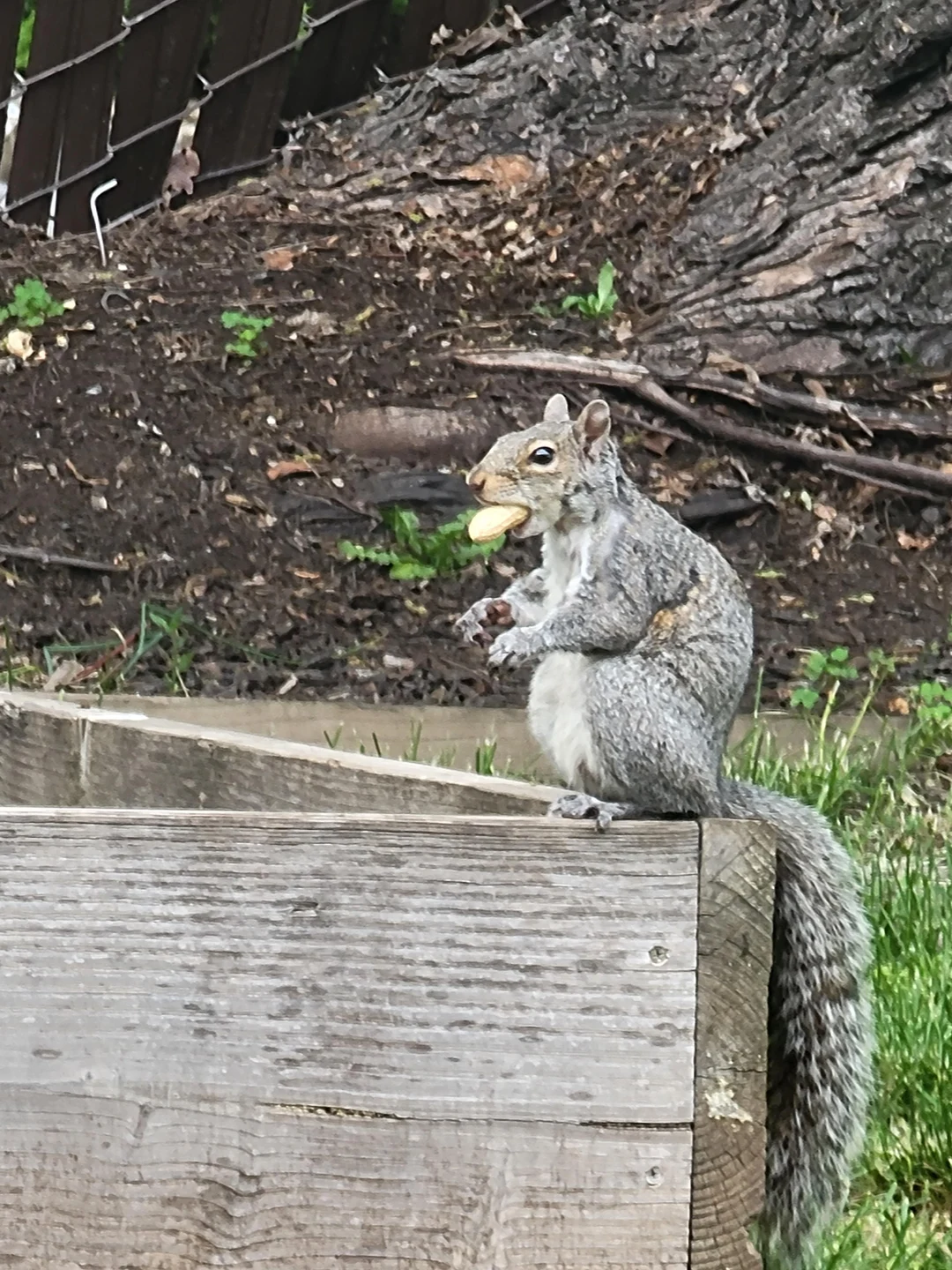 They love the peanuts! | Scrolller