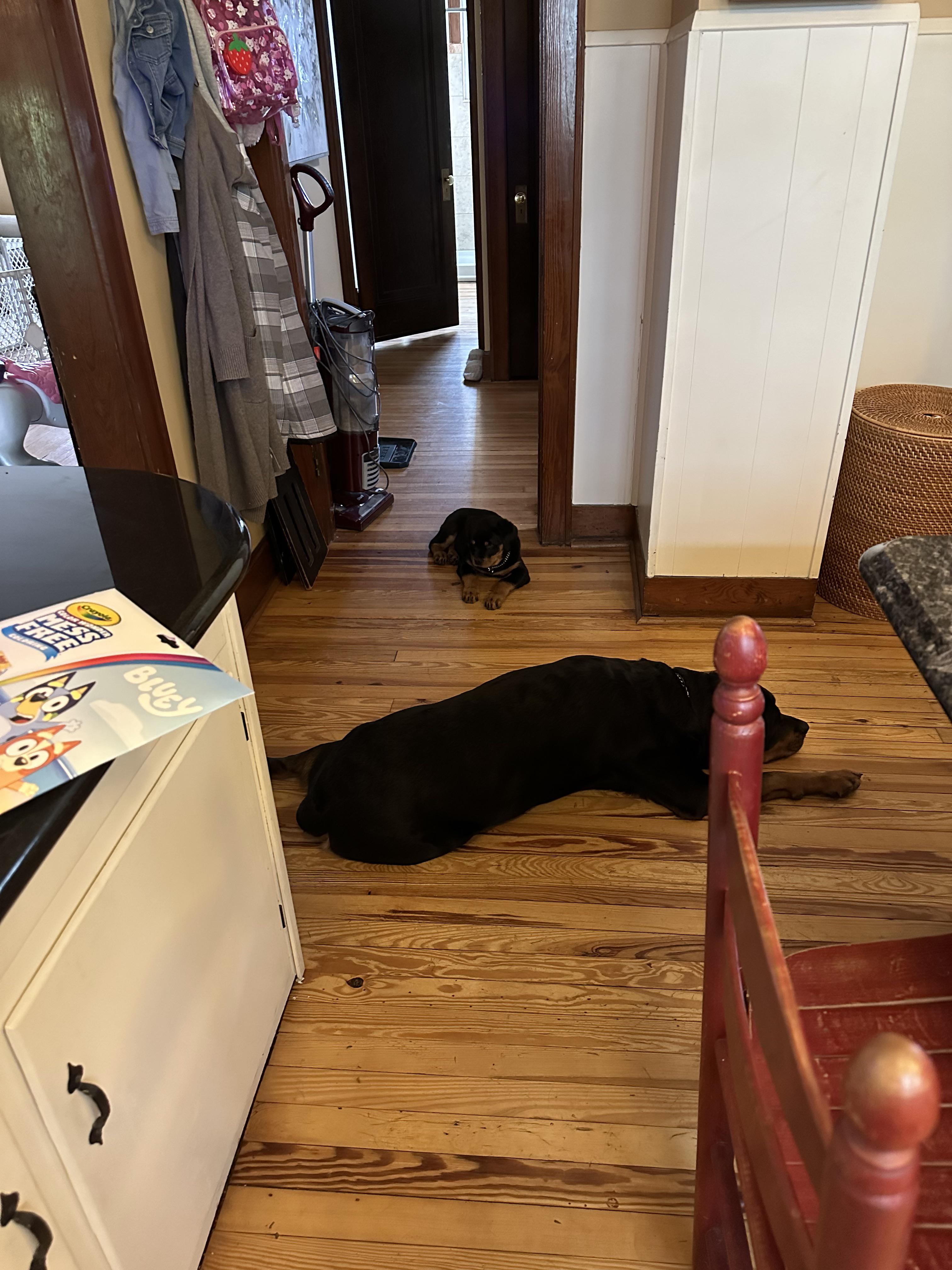 Charlotte and her big sister Izzy 🐾 ️ | Scrolller