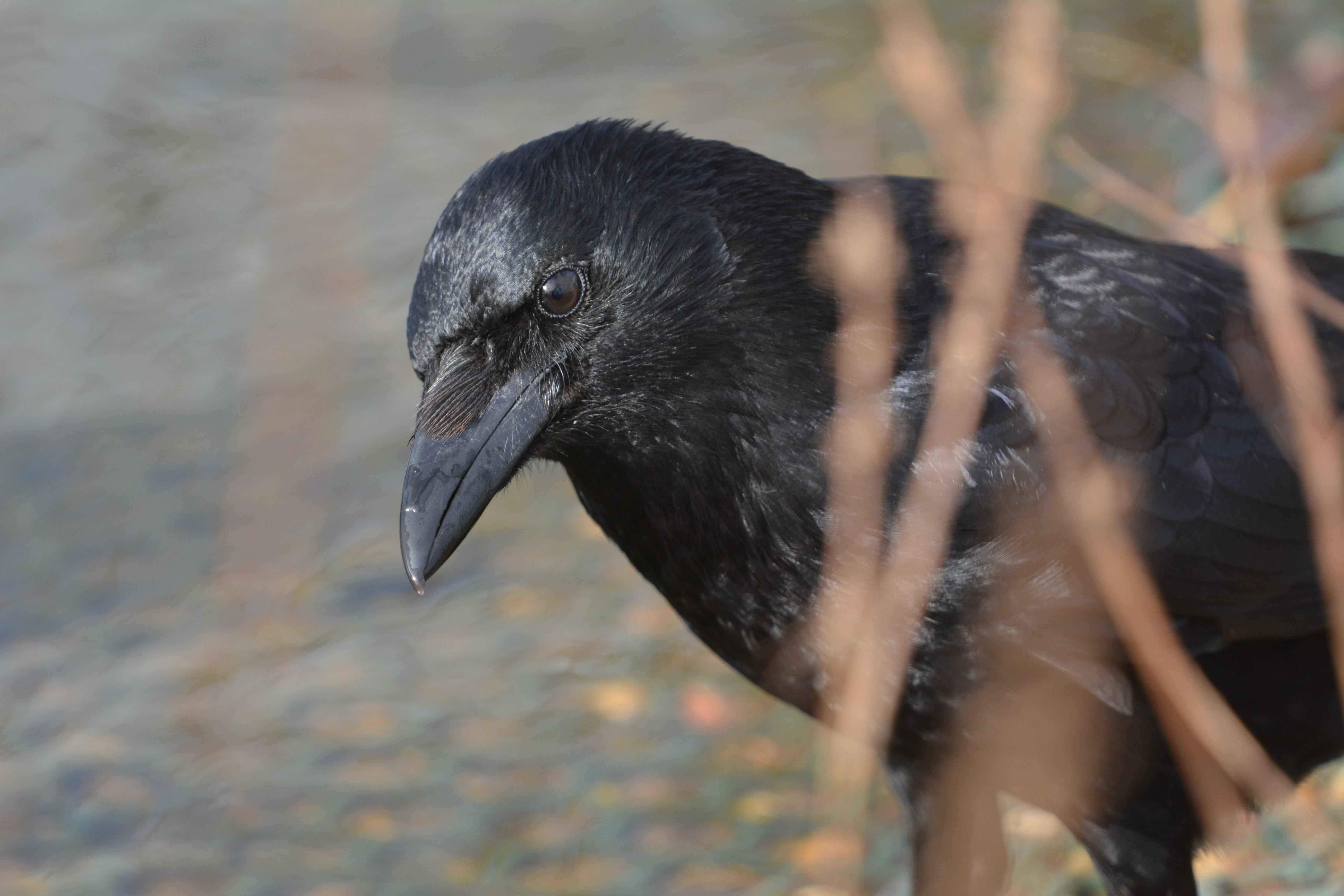 Inquisitive crow | Scrolller