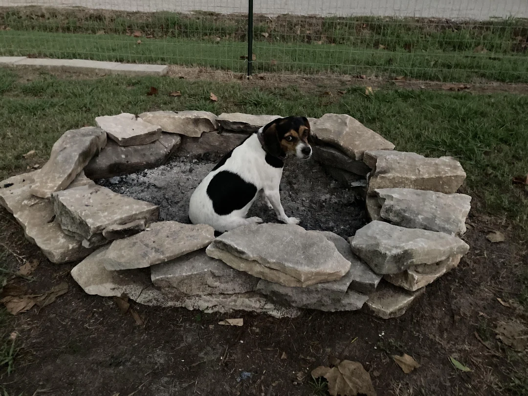 Went out to find my dog sitting in the fire pit | Scrolller