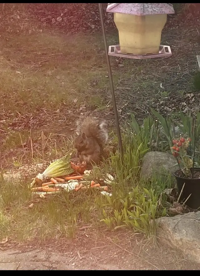 A feast fit for a squirrel 🥕 | Scrolller
