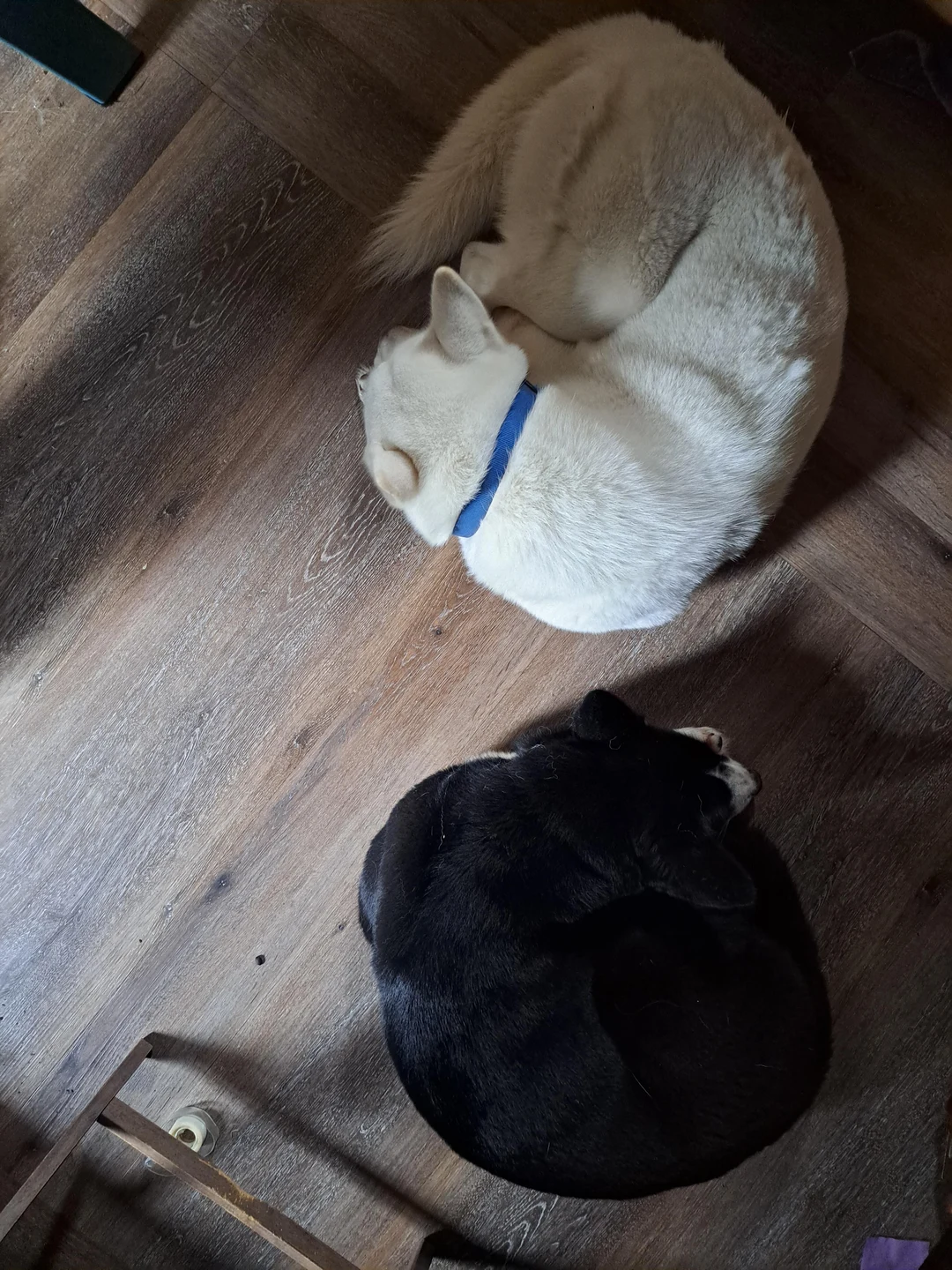 Husky buns! | Scrolller