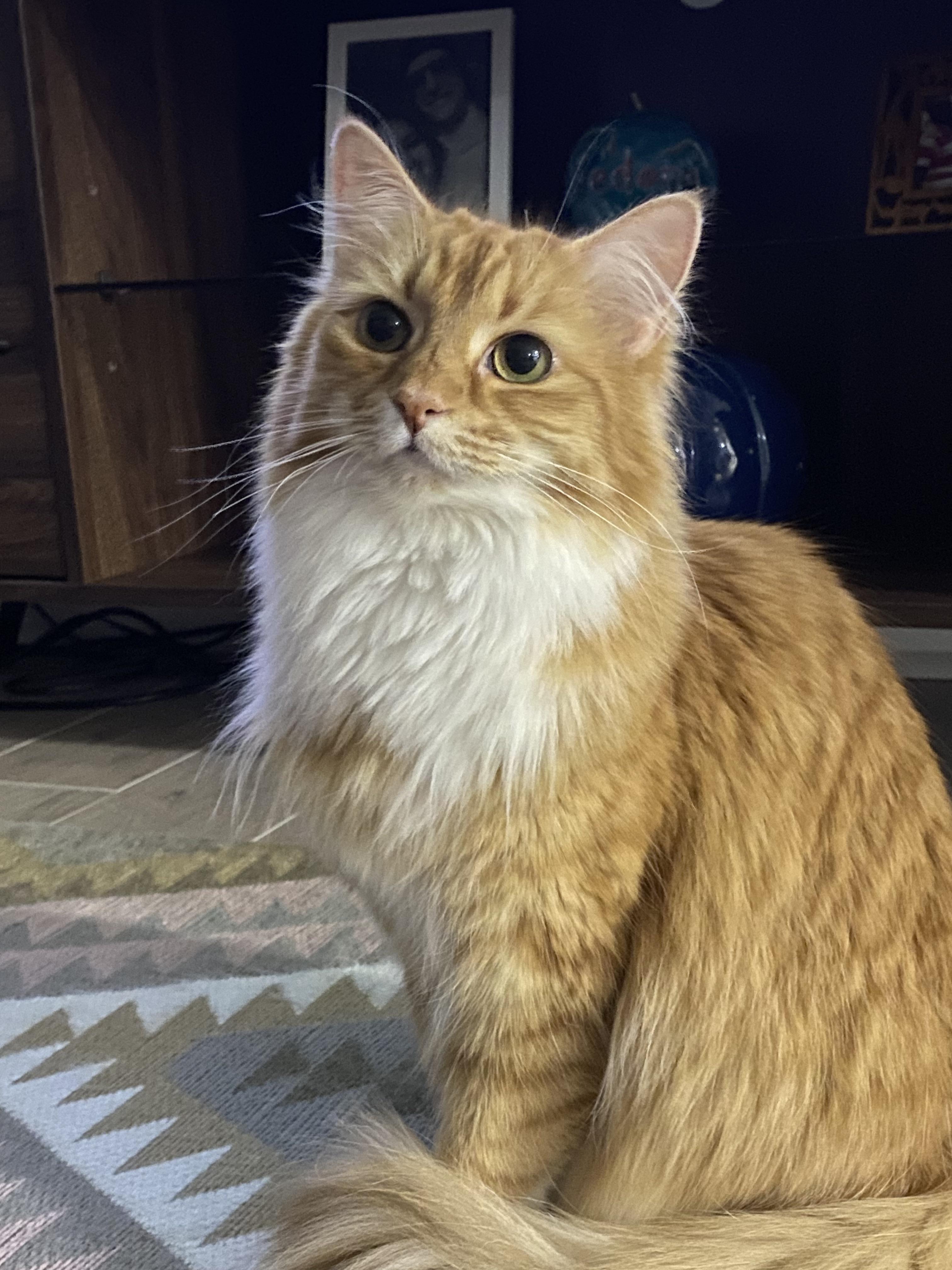 Pretty kitty | Scrolller