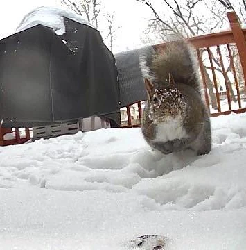 Discover more like Squirrels: Snowy squirrel and Related Content | Scrolller