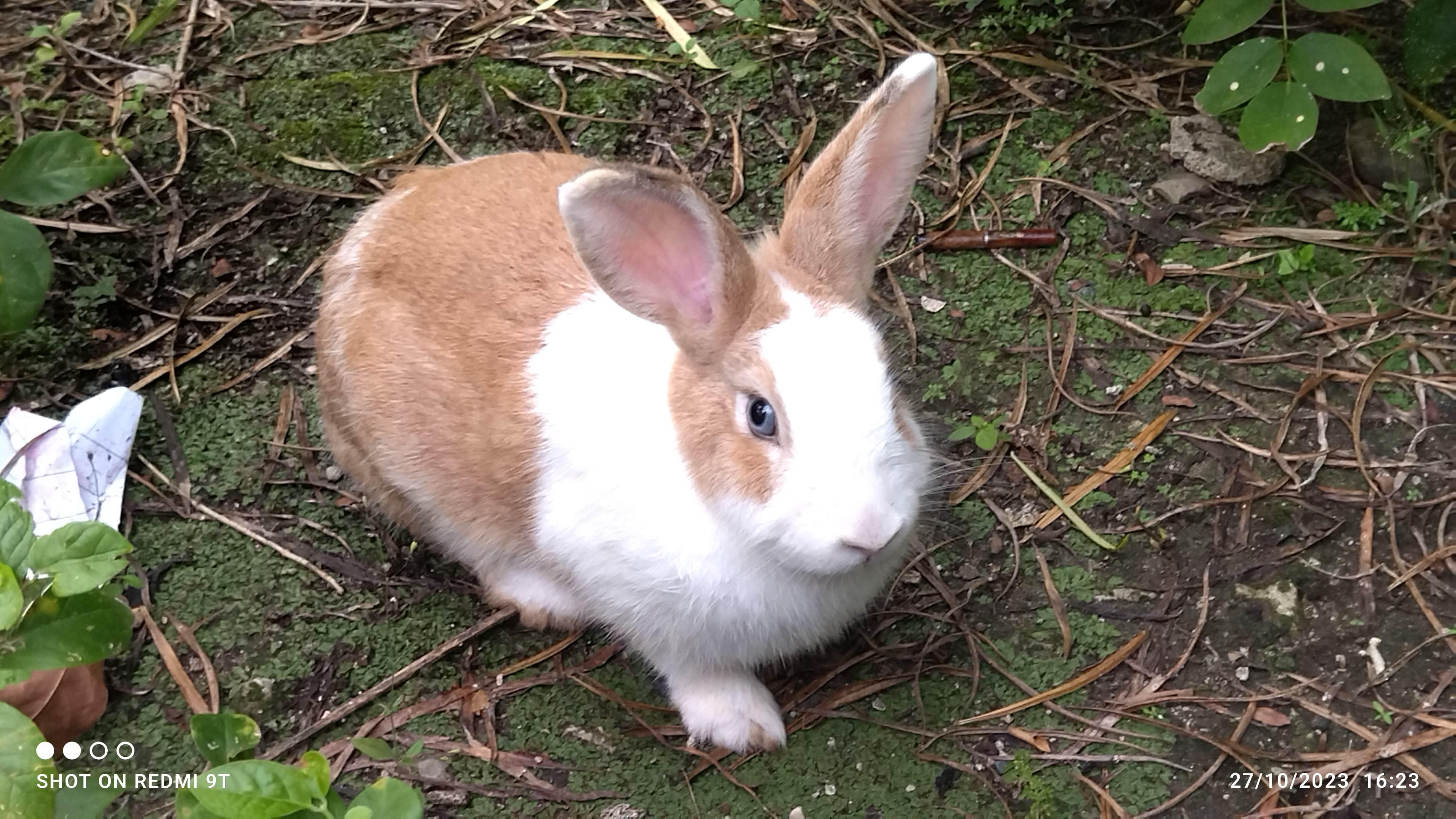 Rabbit in our backyard (OC) | Scrolller