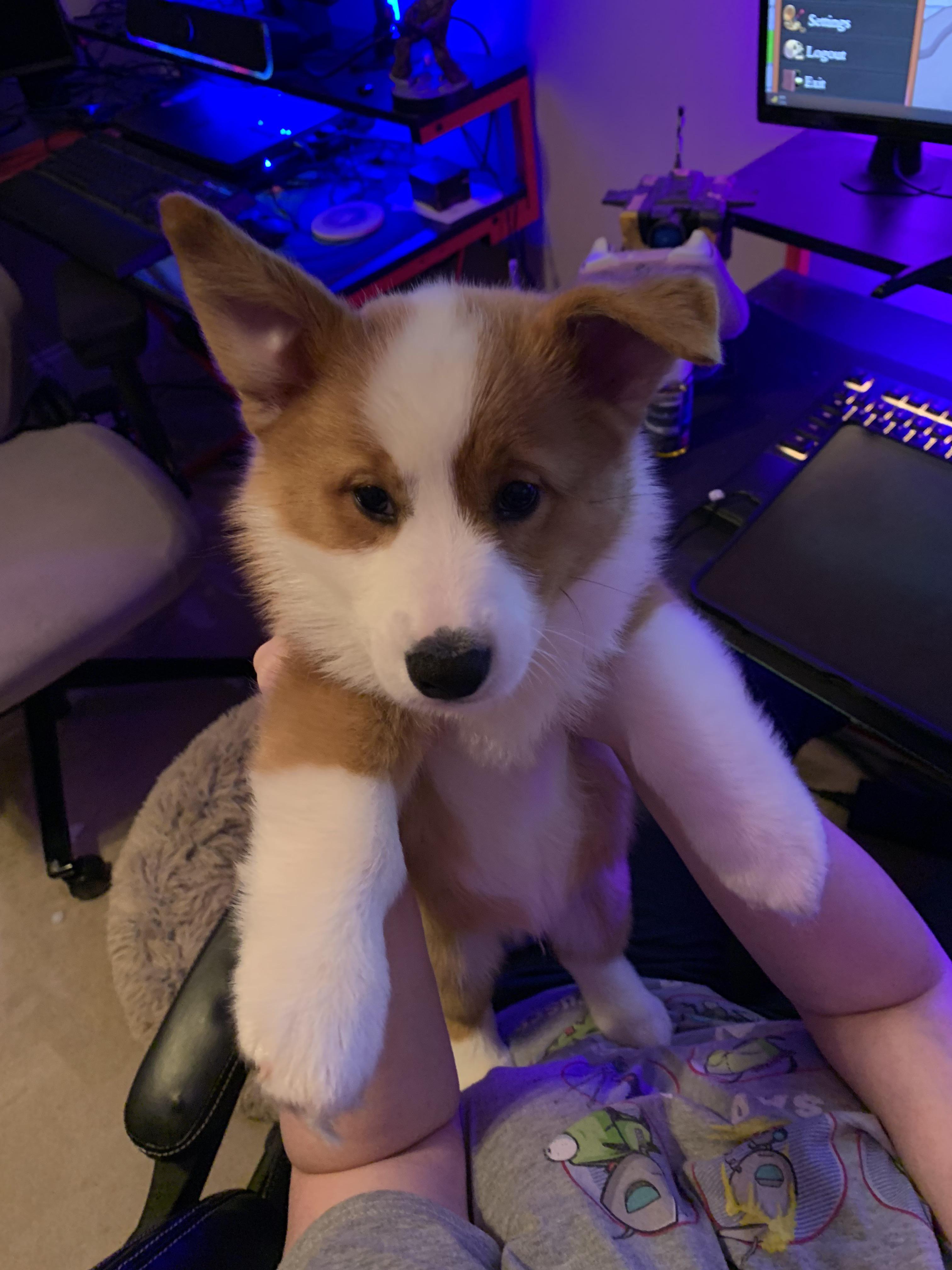 Cosmo the 12 week old corgi | Scrolller