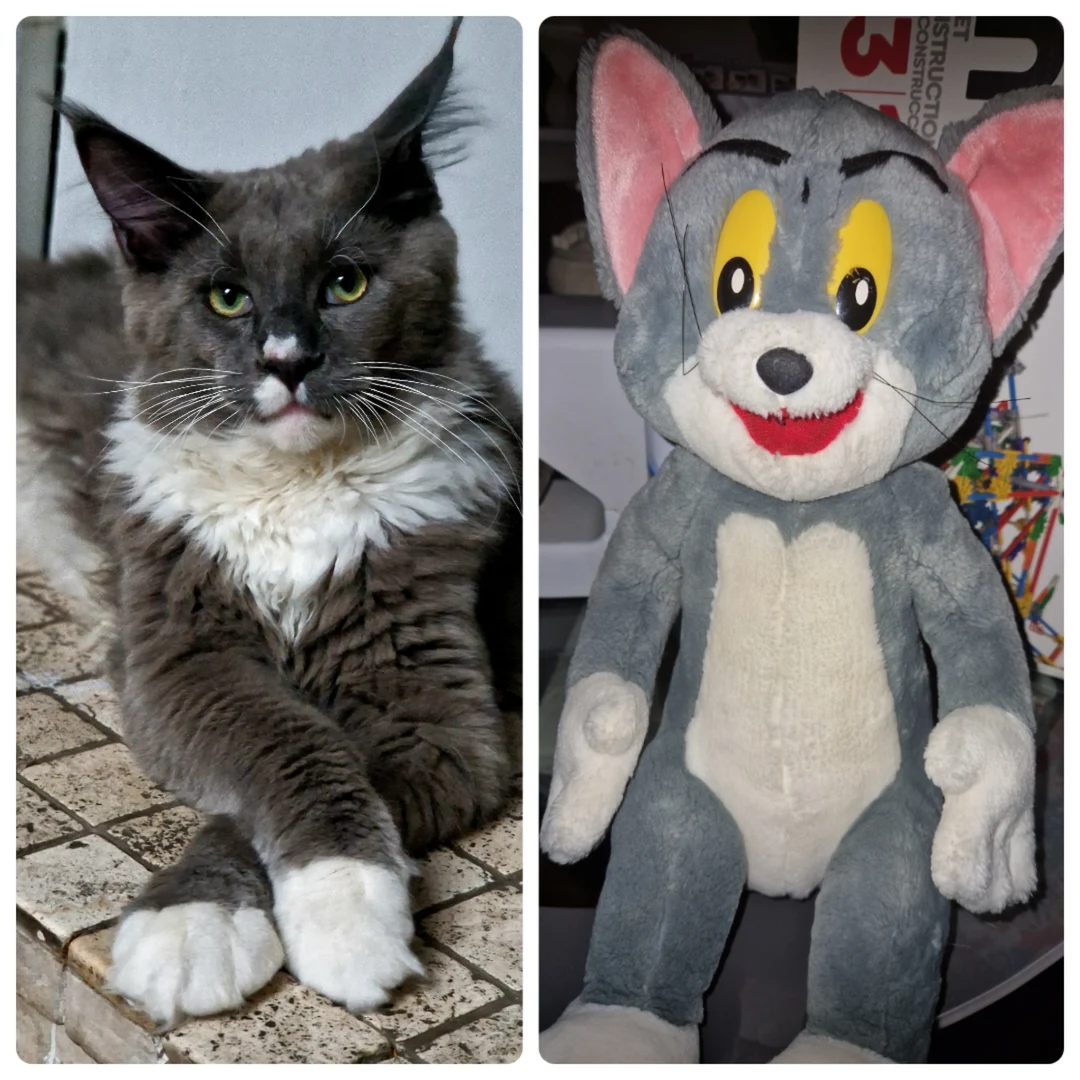 Mr max , aka TOM | Scrolller