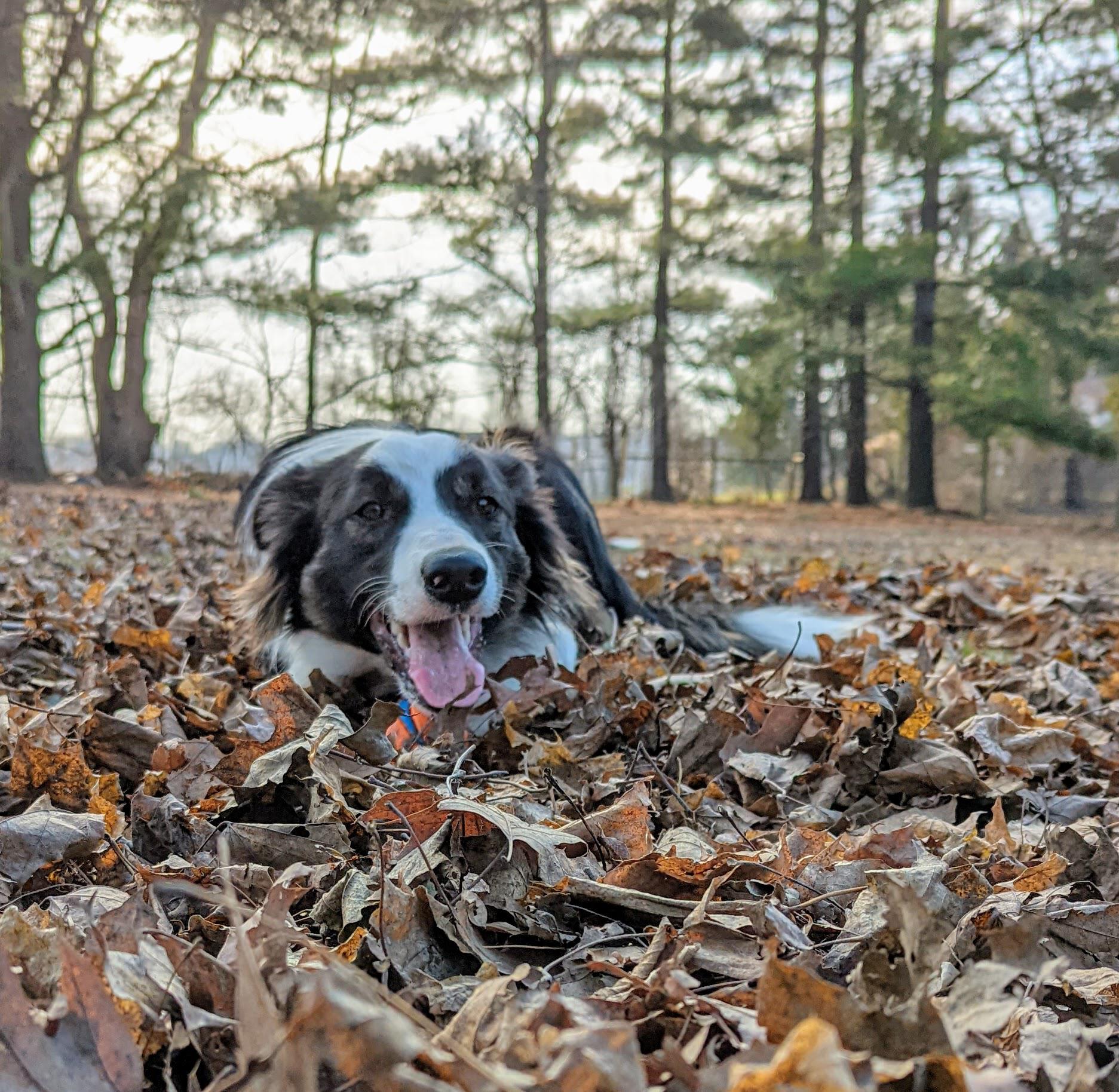 Playing fetch in the fall makes Ragnar smile | Scrolller