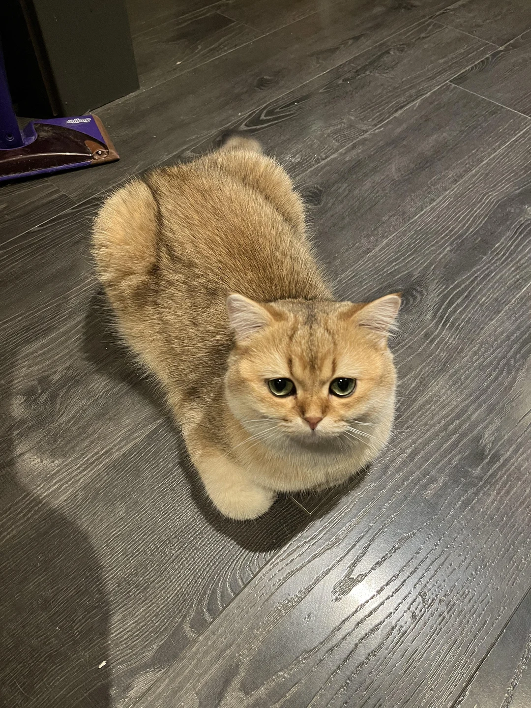 First Loaf! | Scrolller