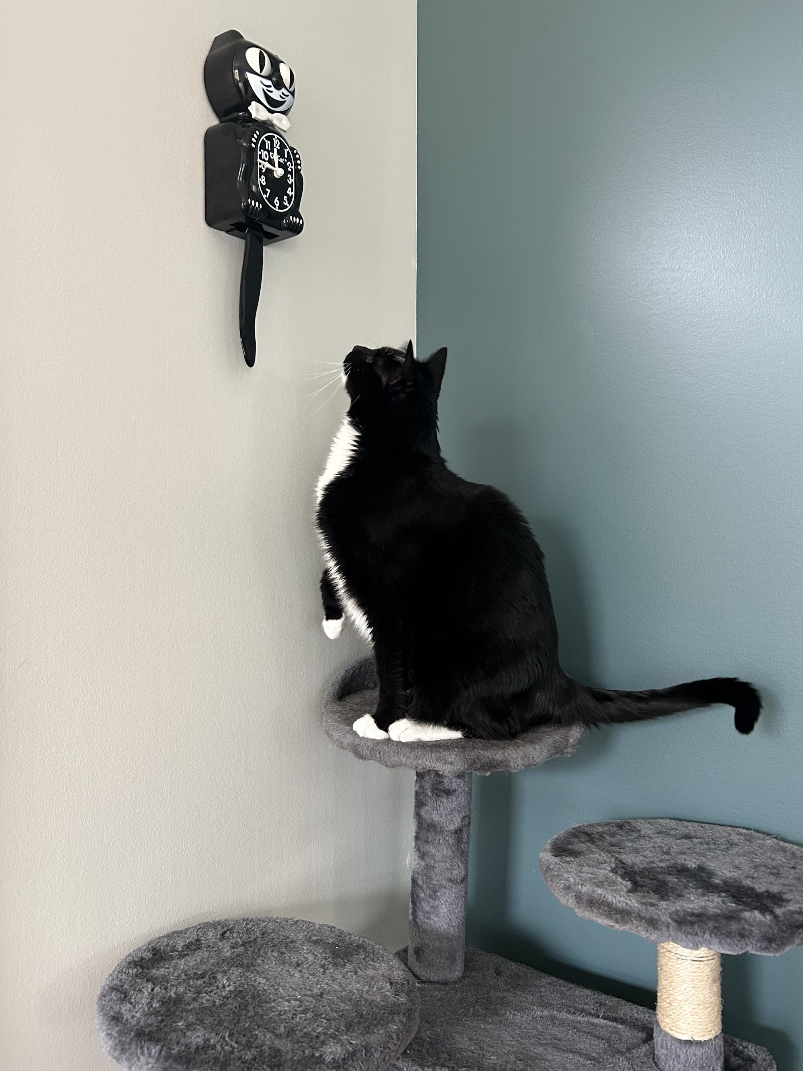 Spiffy admiring his new clock | Scrolller