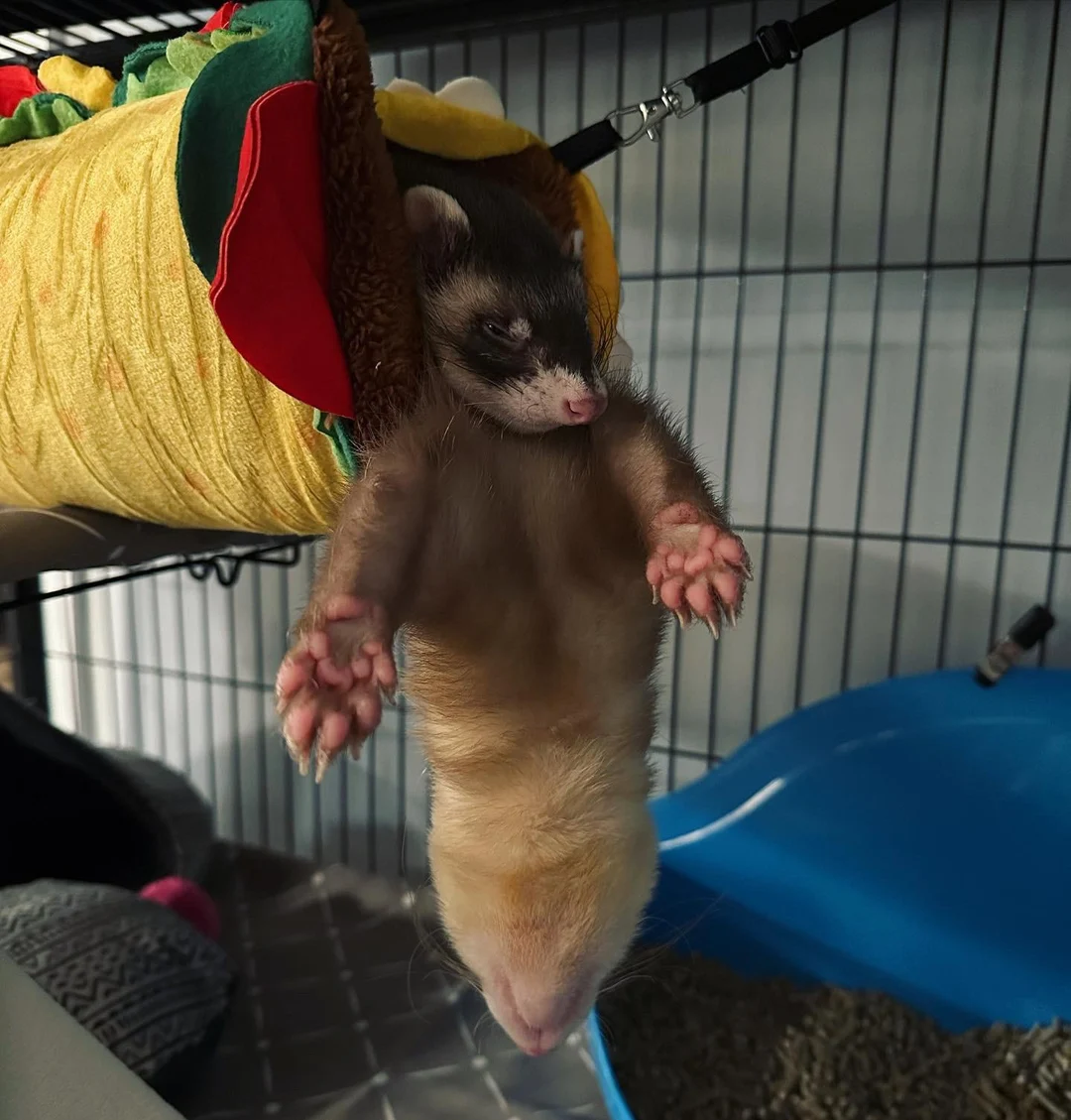 Flea prevention? | Scrolller