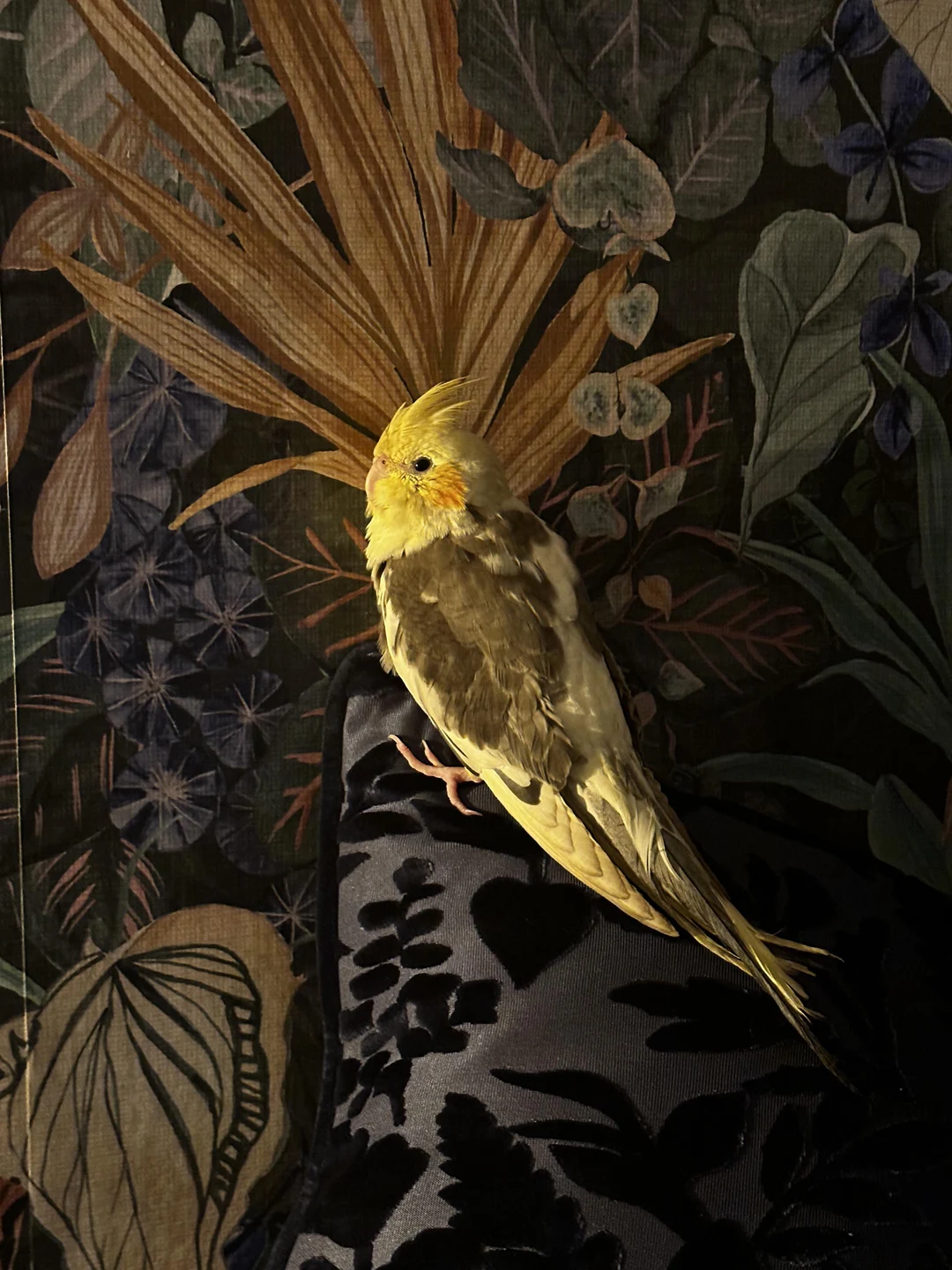 Had an impromptu photoshoot. He understood the brief. | Scrolller