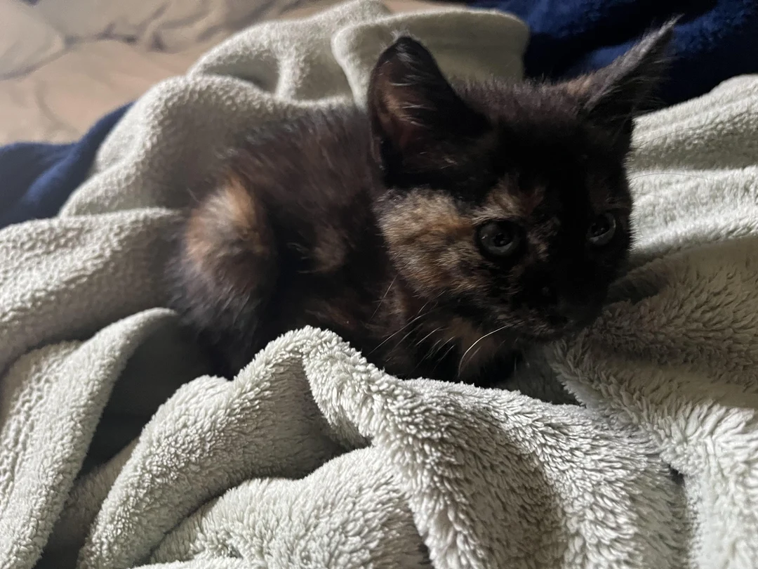 This is Musi! Rate her loaf! | Scrolller