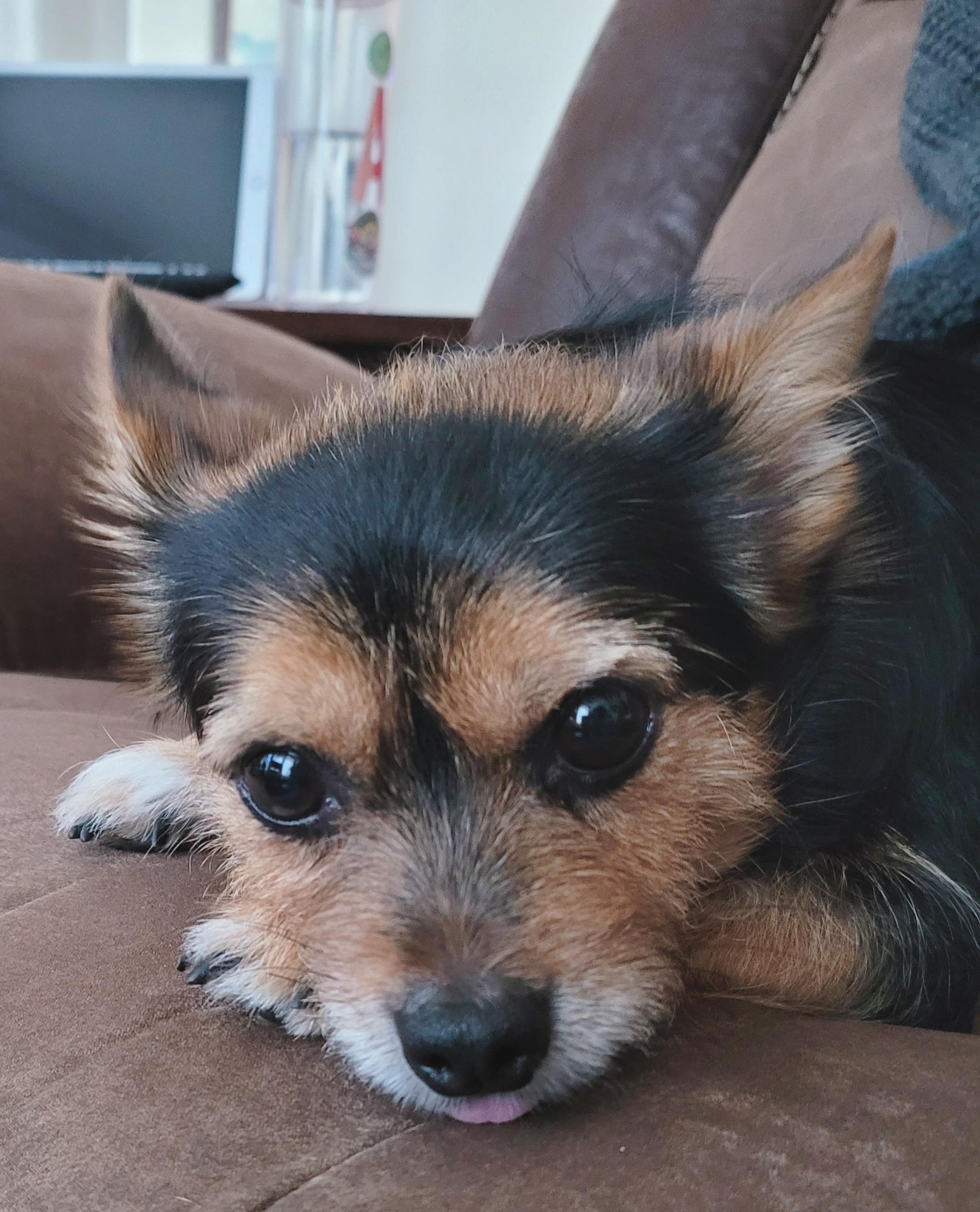 [OC] Blep from Daenerys | Scrolller