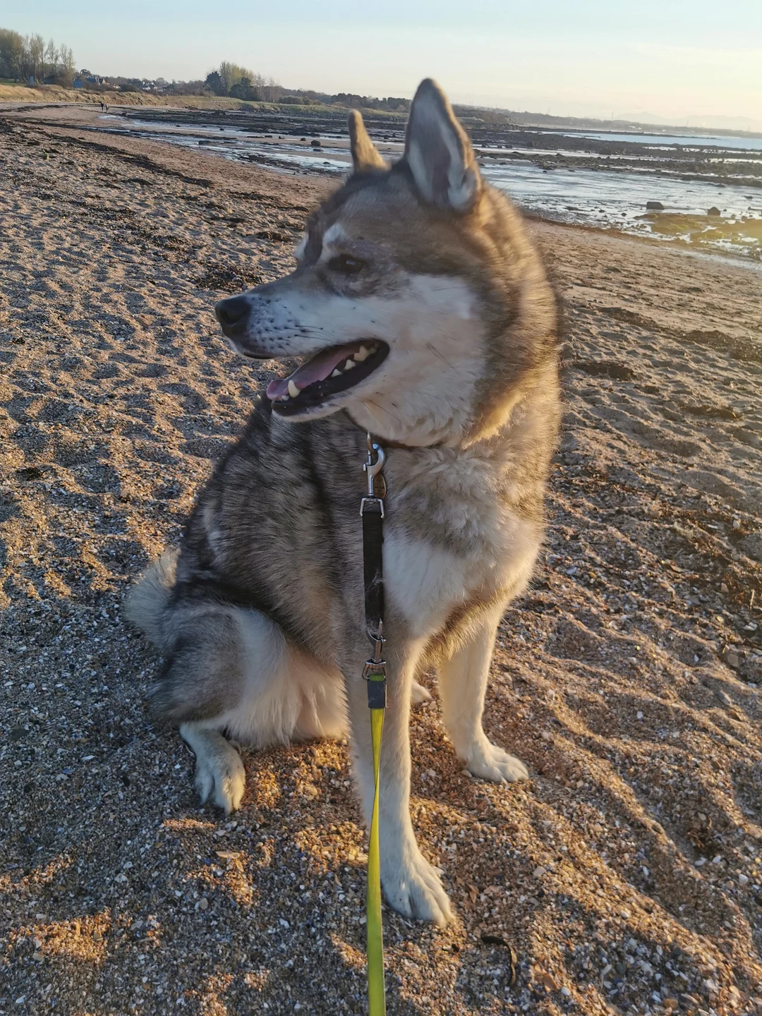Beach day for echo! | Scrolller