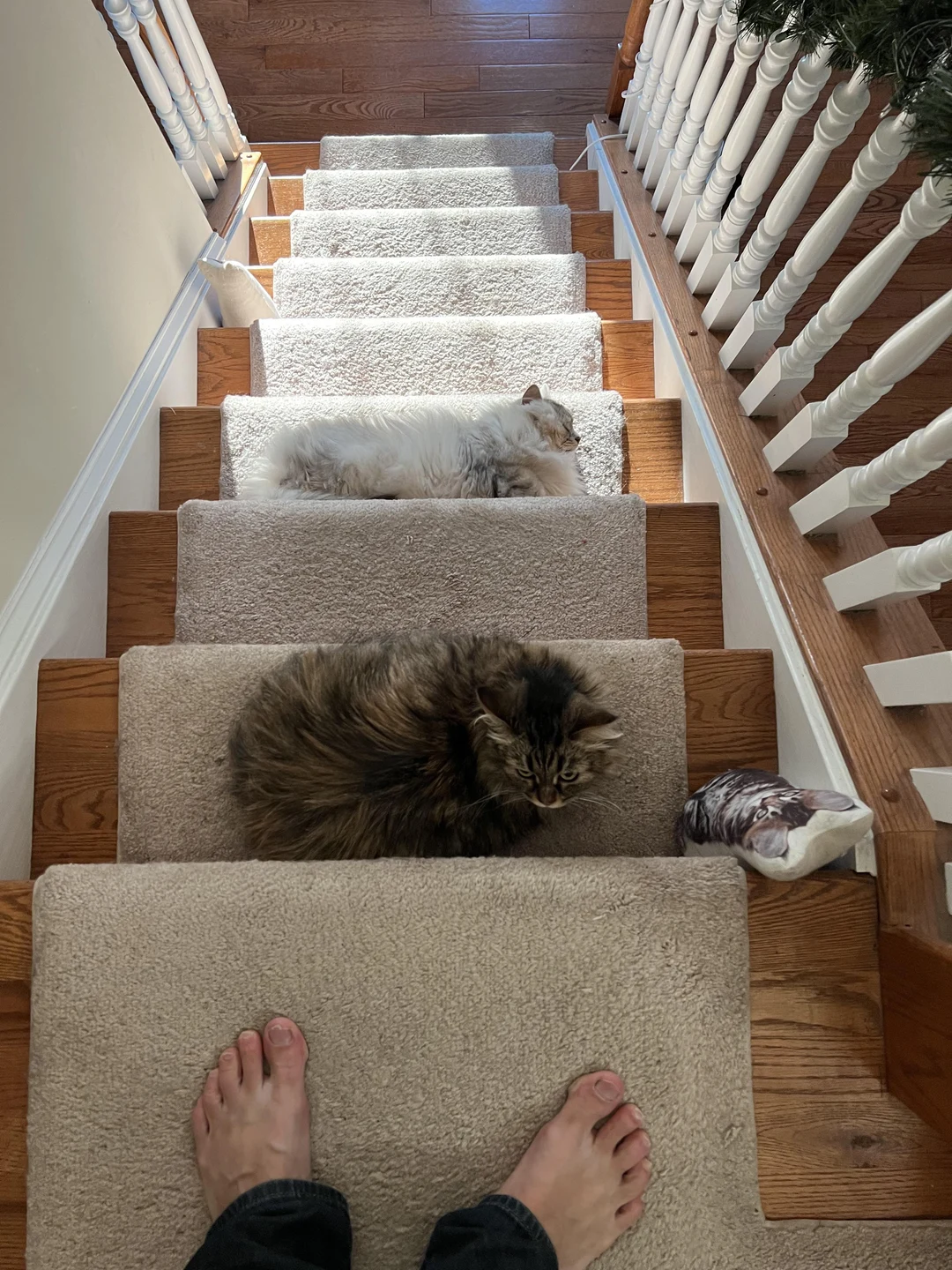 Stair protectors? | Scrolller