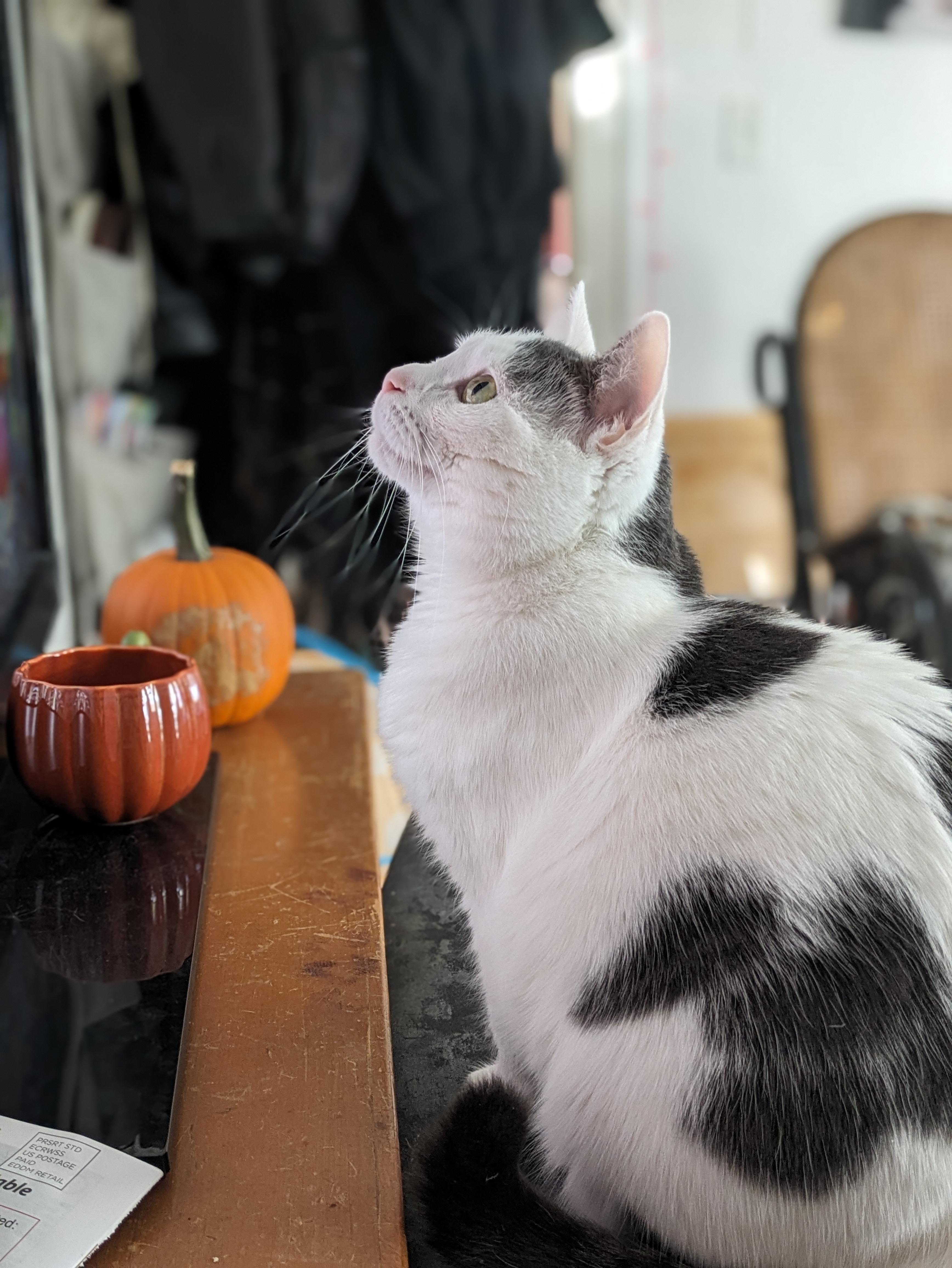 Watching birds on TV pt. 1 (Artemis) | Scrolller