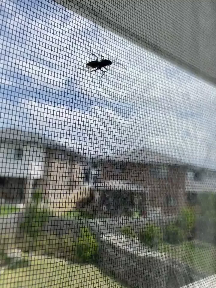 What insect is this? | Scrolller