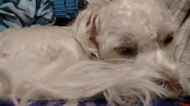 Fast asleep | Scrolller