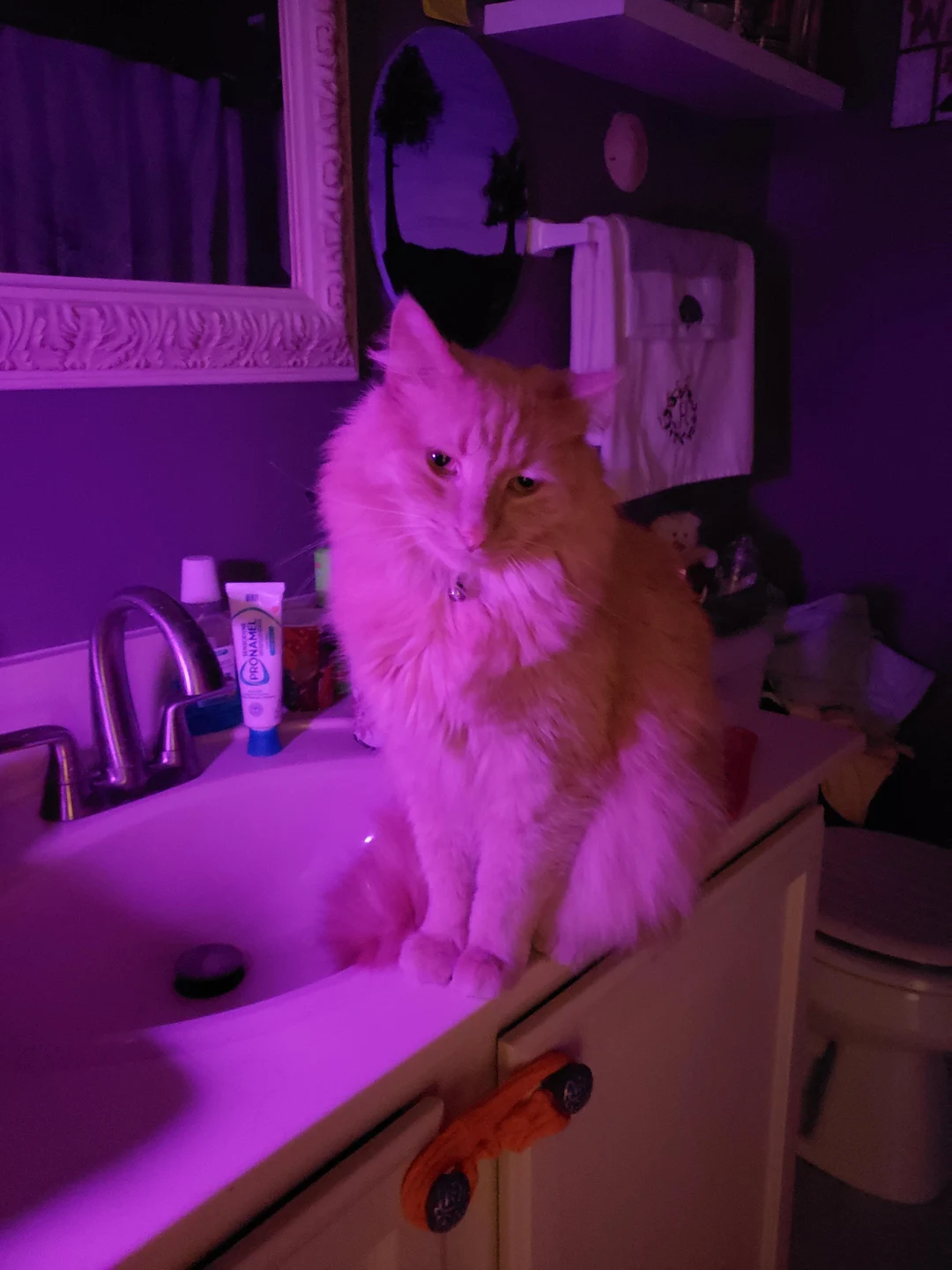 Phoenix basking in the nightlight! | Scrolller