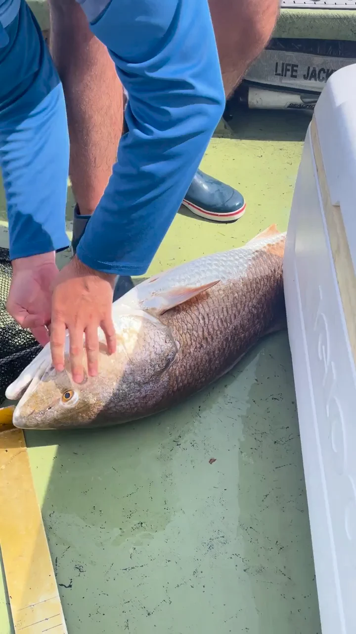 Don’t think I’m ever catching a bigger redfish in my life time. | Scrolller