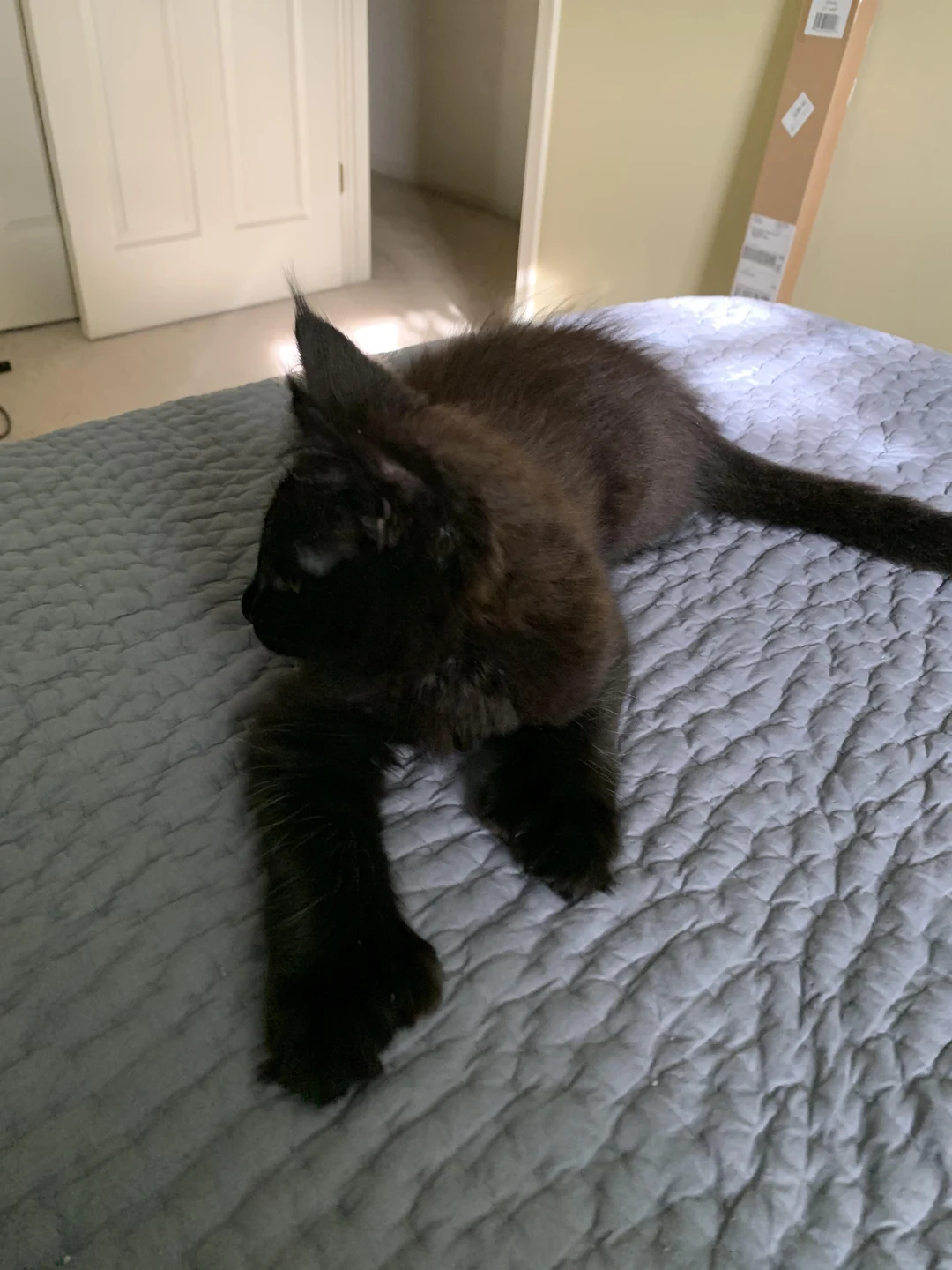 Here’s Binx as a 9 week old kitten, he’ll be 10 weeks old soon | Scrolller