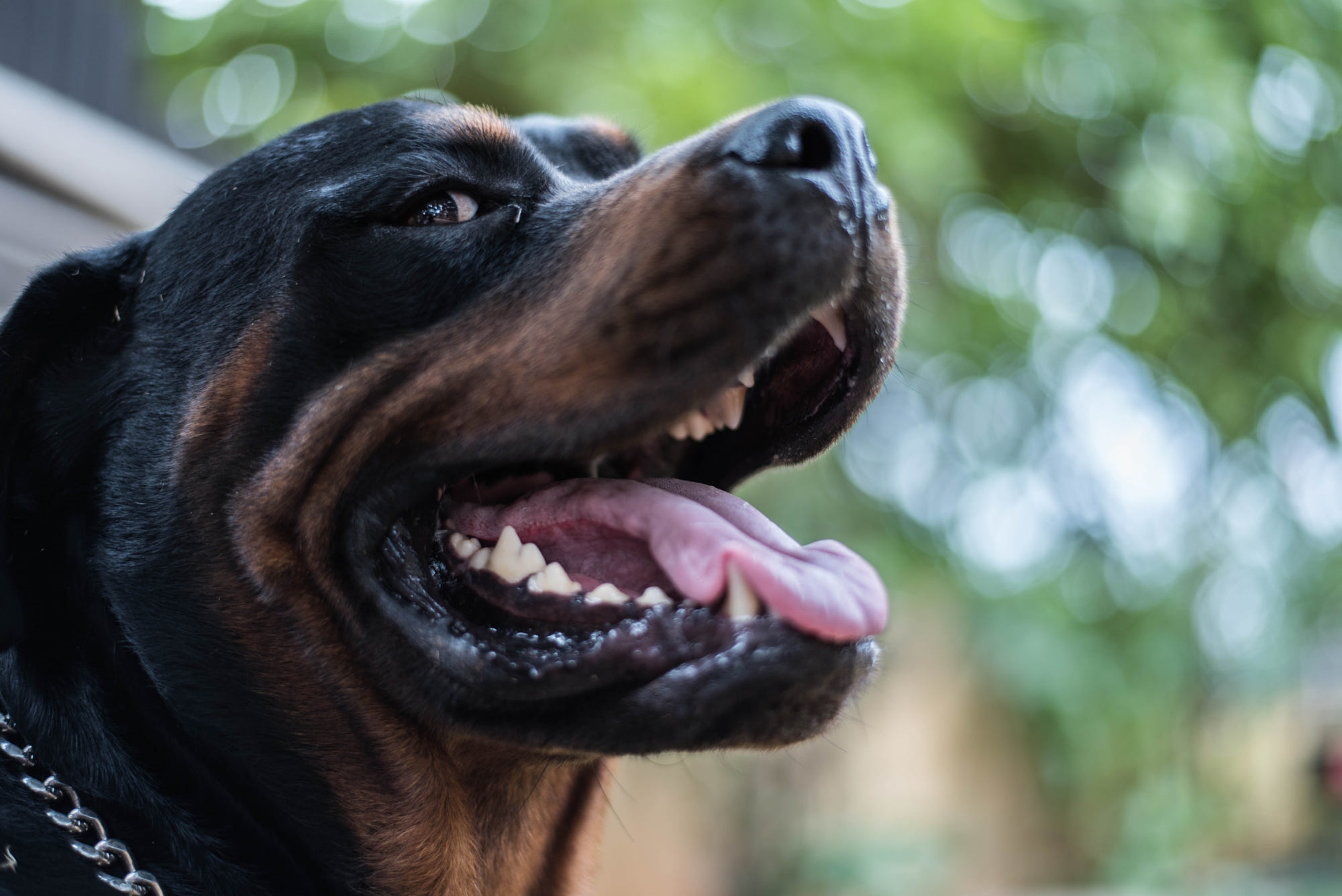 Meet mr.kane | Scrolller