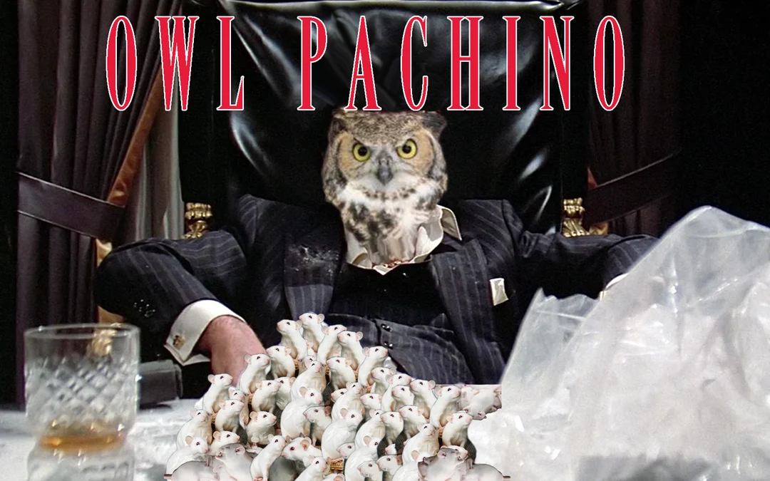 [REQ] In this country, you gotta make the mice first... | Scrolller