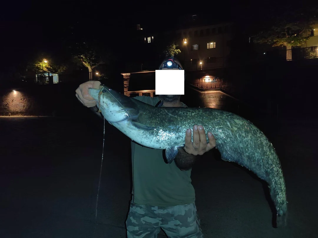 Catfish in Germany | Scrolller