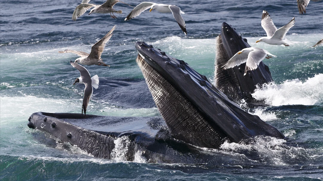Humpback whale | Scrolller