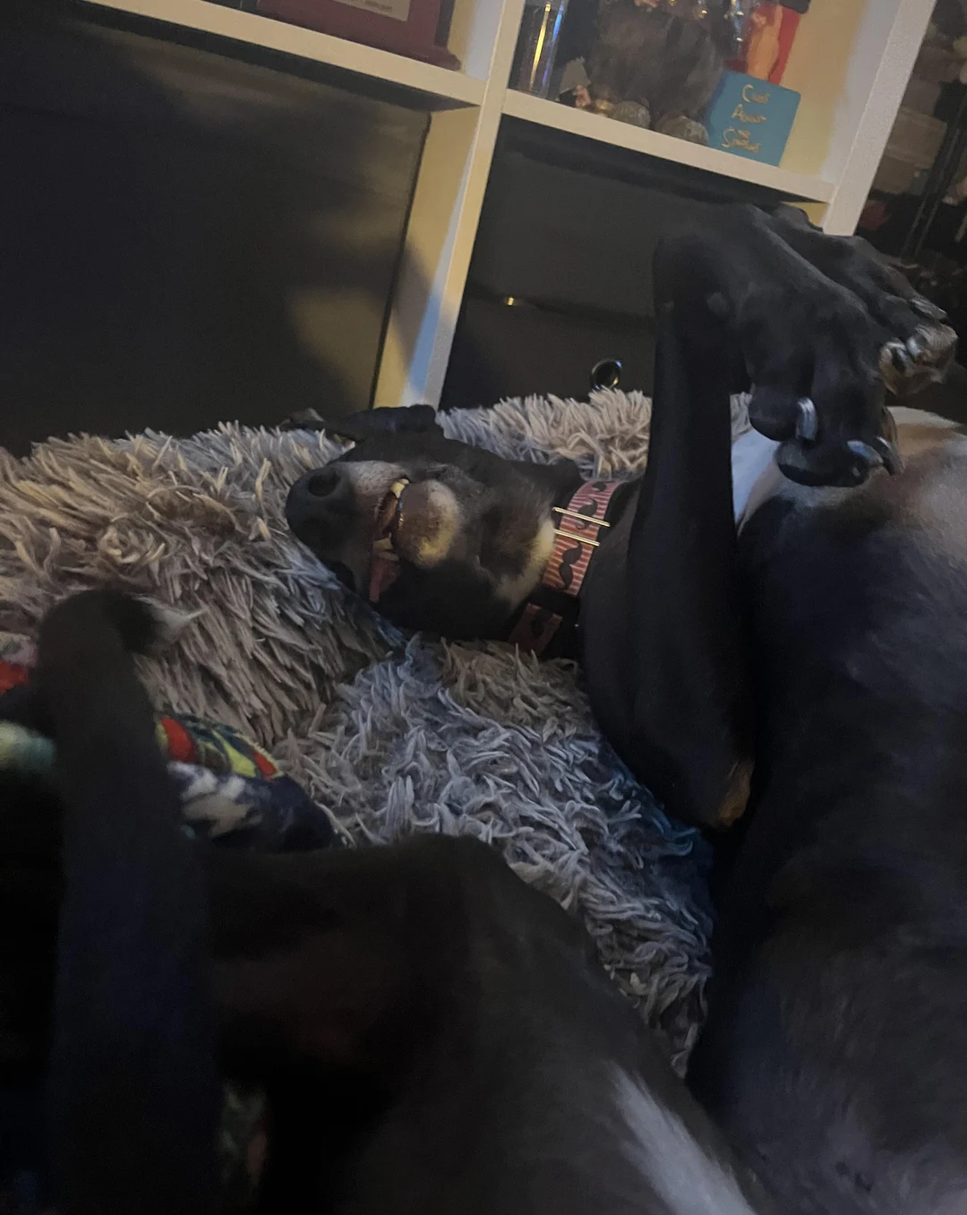 How can she look so beautiful and derpy at the same time? | Scrolller