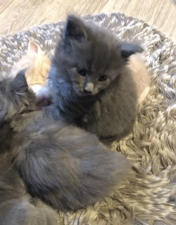 Countdown has started | Scrolller