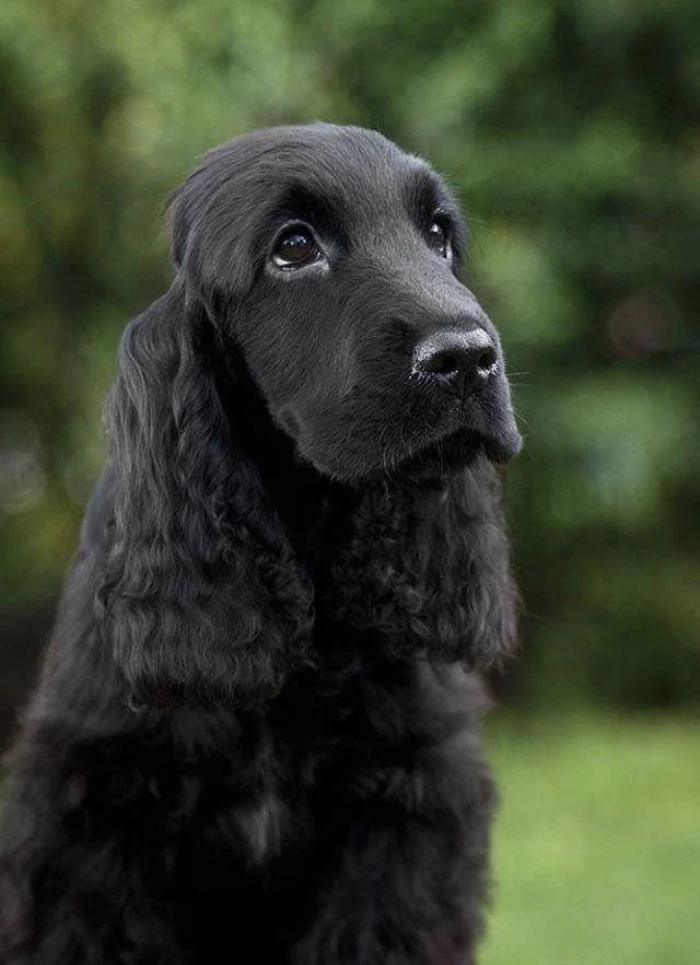 This Cute Cocker Spaniel 🐶 | Scrolller