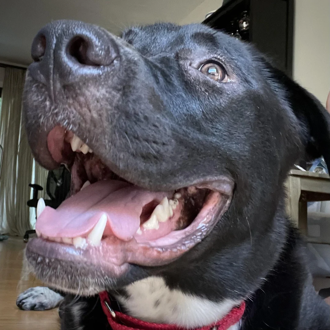 My happy doggo! | Scrolller