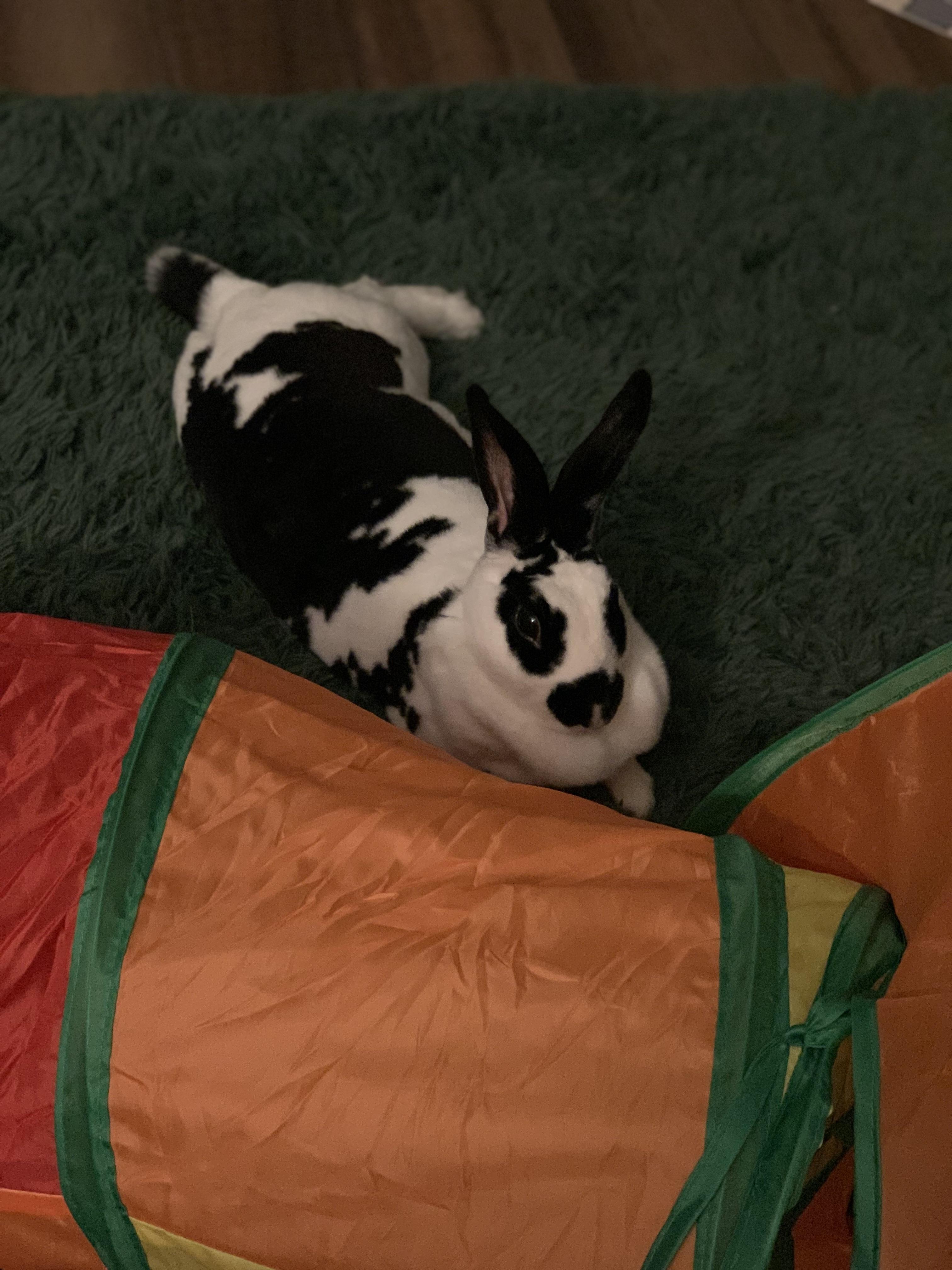 Bonding with a senior rabbit? | Scrolller