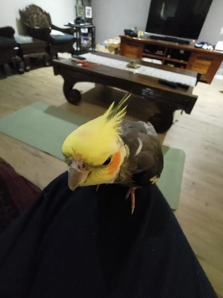 Curious birb | Scrolller