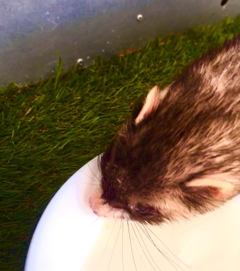 My ferret drinking her milk | Scrolller