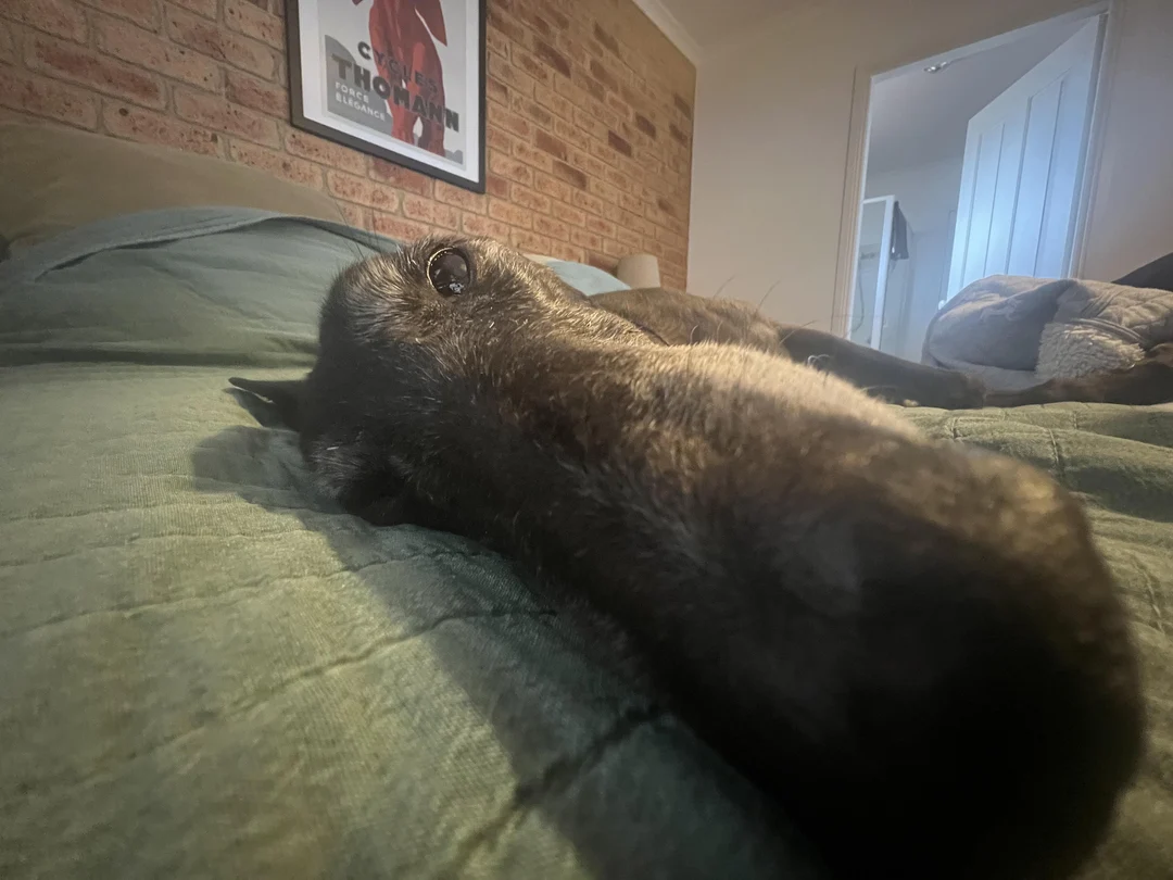 Proboscis monkey or greyhound? | Scrolller