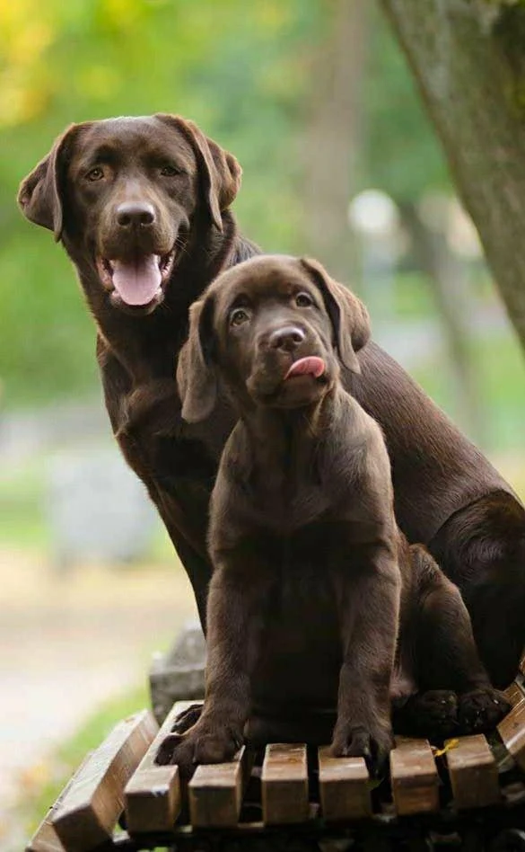 Chocolate Labrador Retriever Derp | Scrolller