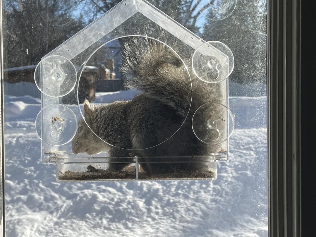 A local raider emptied out the window feeder. Cat not happy. | Scrolller