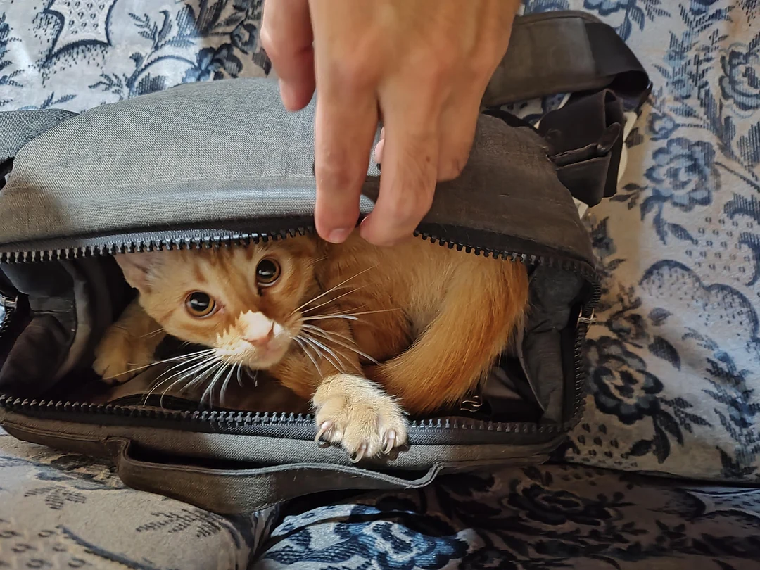 Unintended Trap | Scrolller