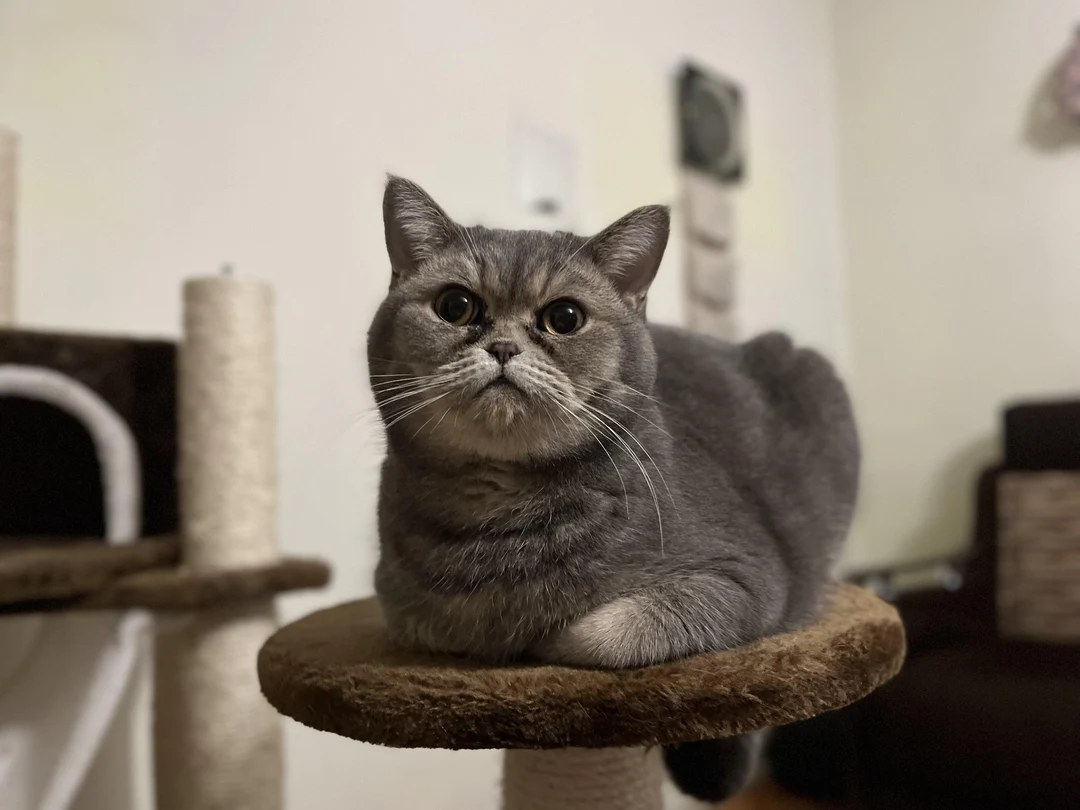 Unidentified Loafing Object Caught on Camera | Scrolller