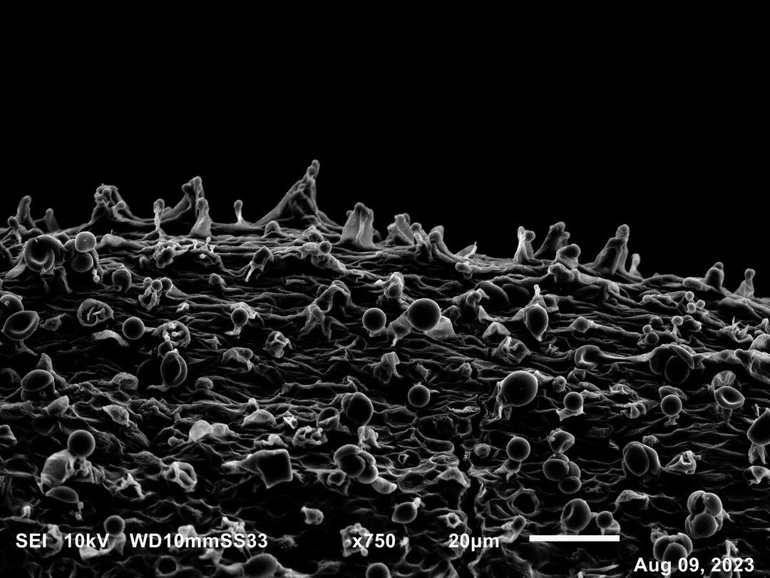 Psilocybe ovoideocystidiata gill edge under SEM | Scrolller