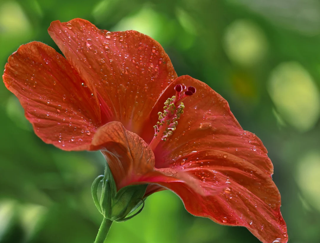 [OC] Took a picture of beautiful hibiscus in my balcony garden, Chennai (3088x2345) | Scrolller