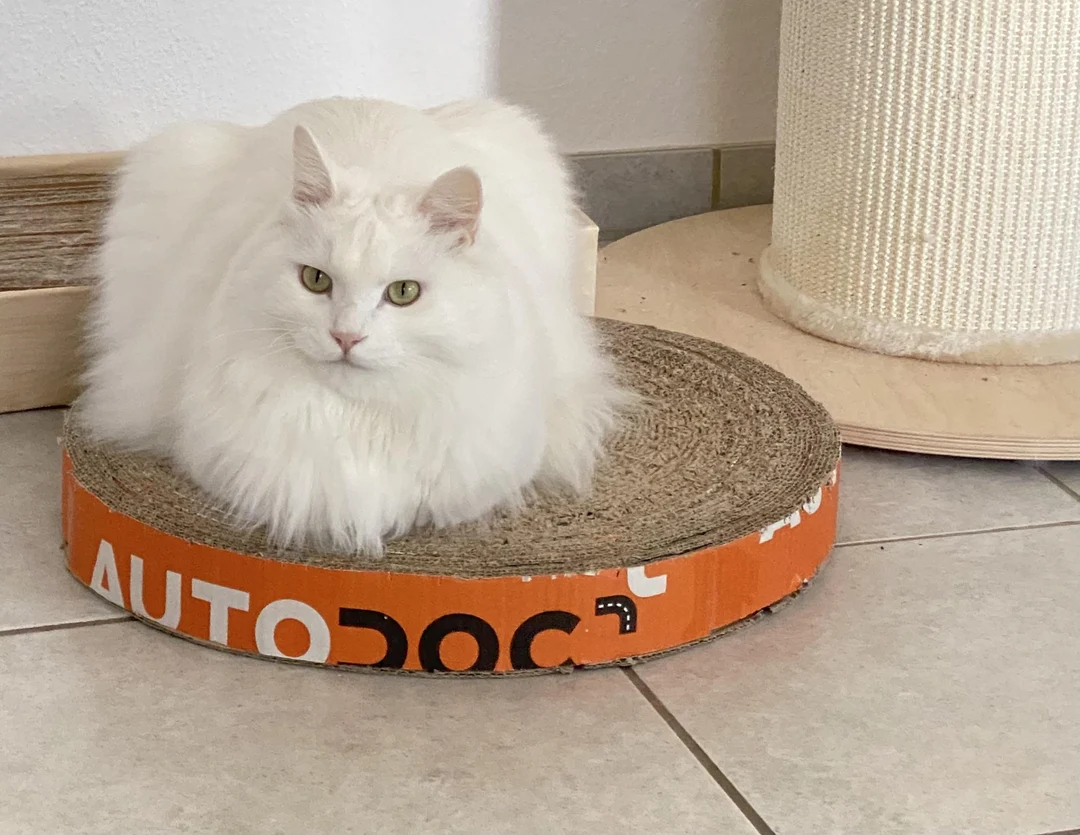 Auto loafing… | Scrolller