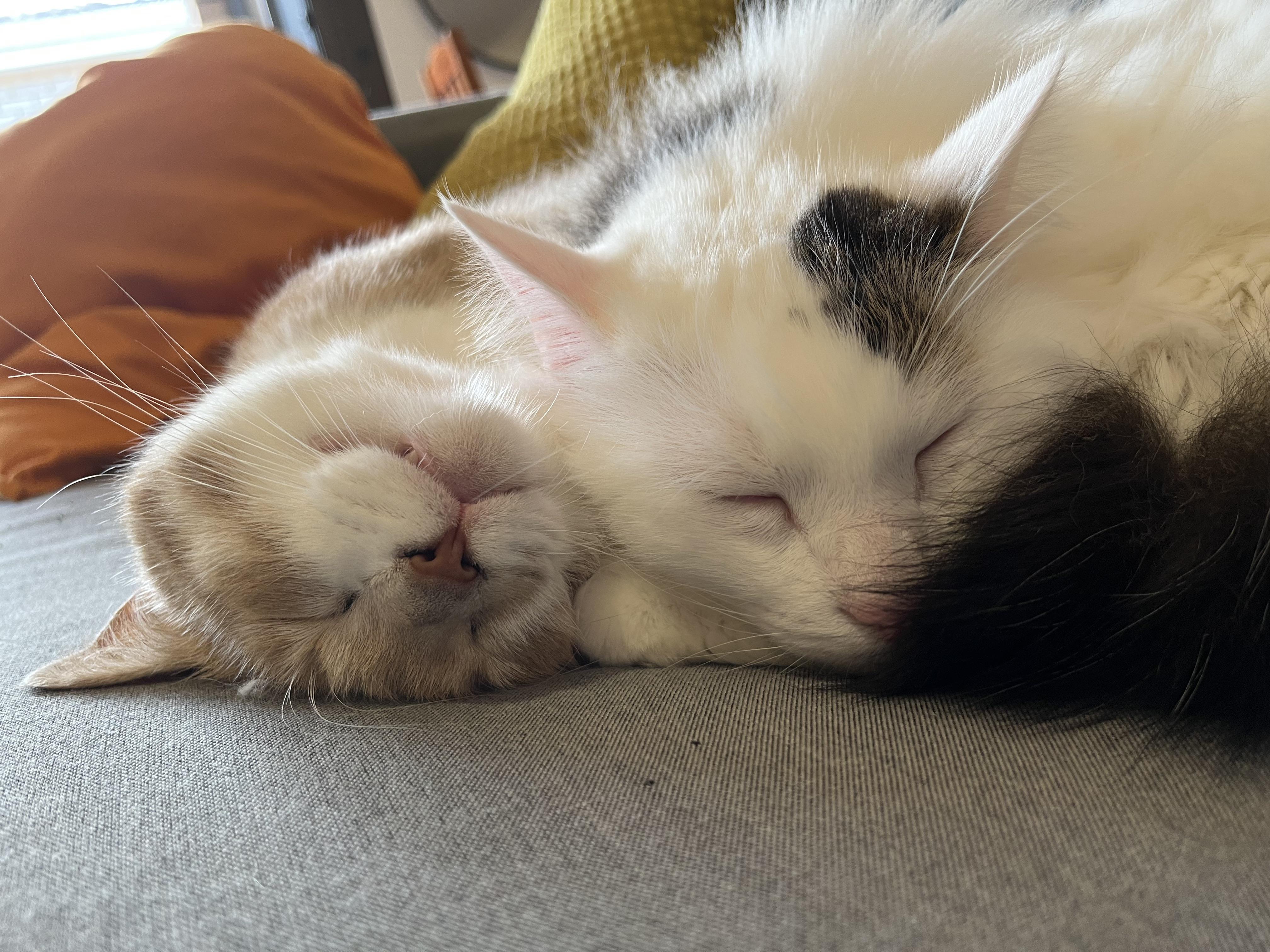 This is Sansa and Spencer Reid, and they wish you a happy cuddle puddle today. | Scrolller