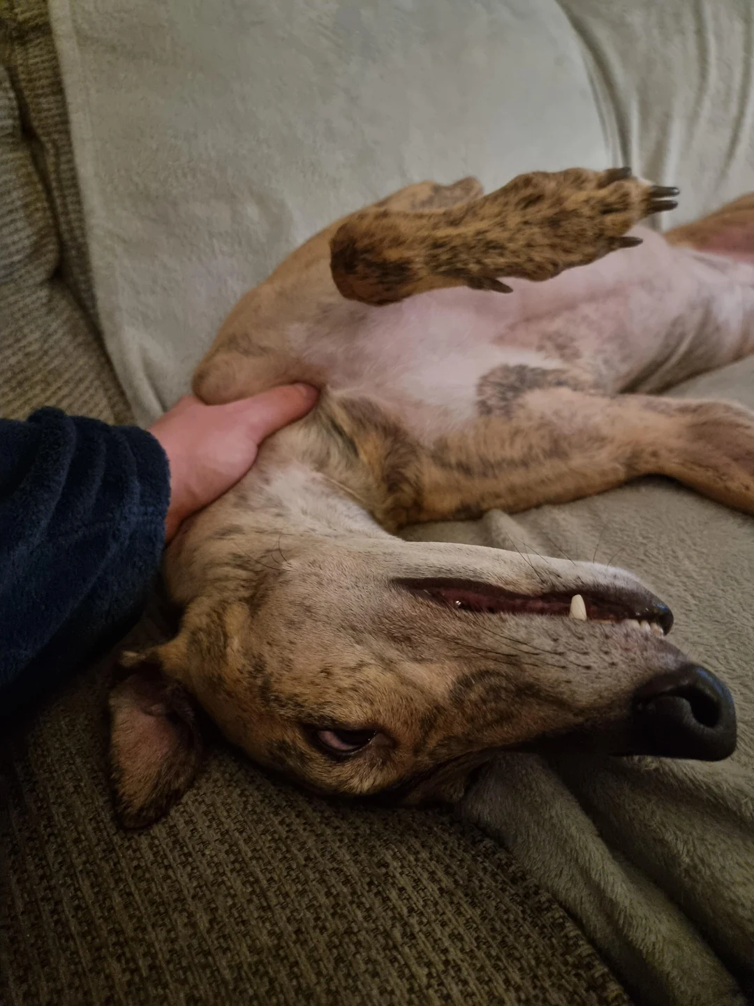 When the pets hit just right | Scrolller