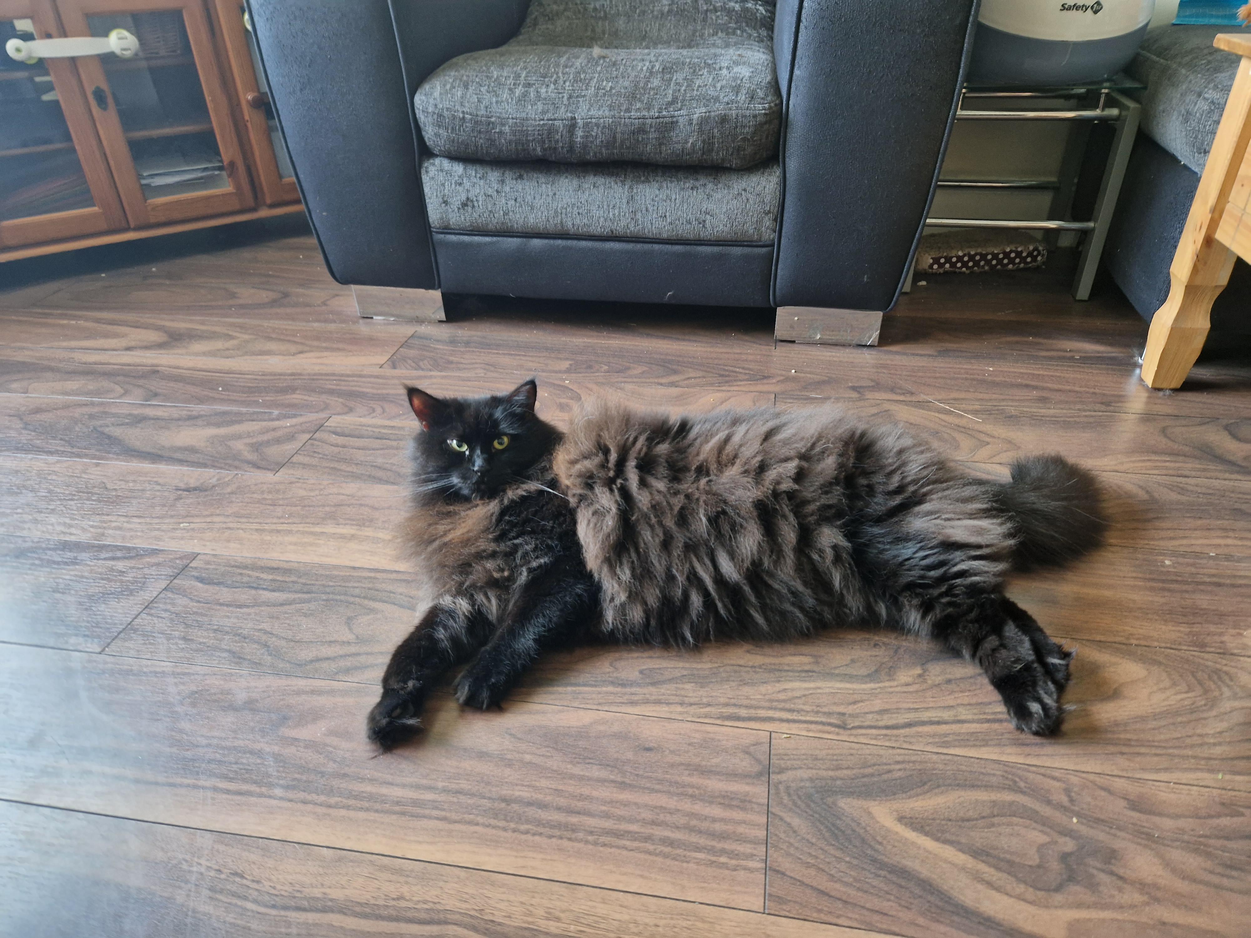 Big floof | Scrolller