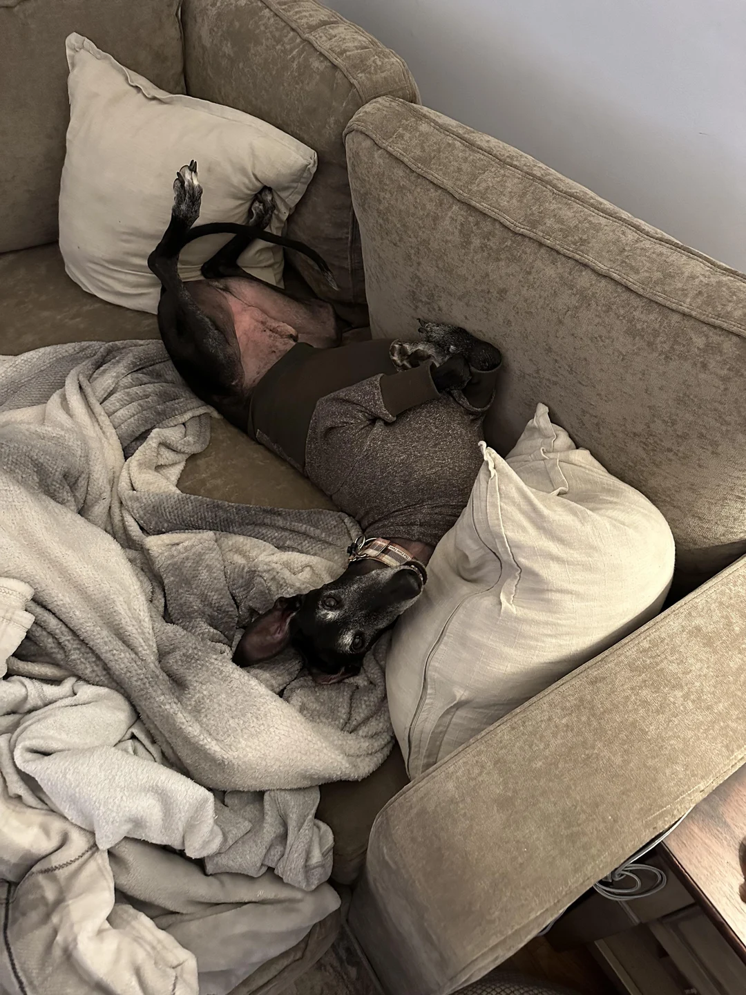 Good Morning Dash! | Scrolller