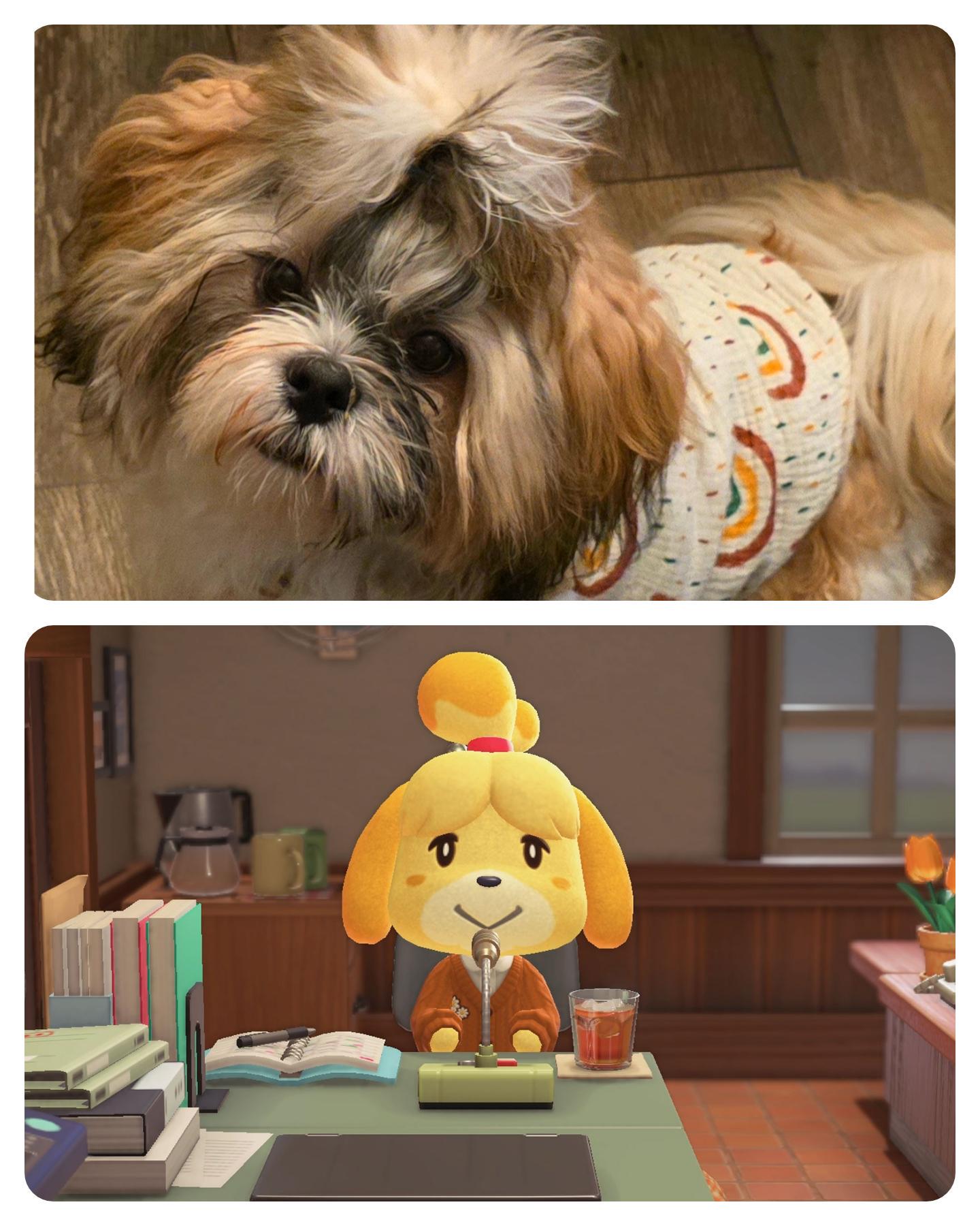 My Shih Tzu Toby looks like Isabelle 🤣 | Scrolller